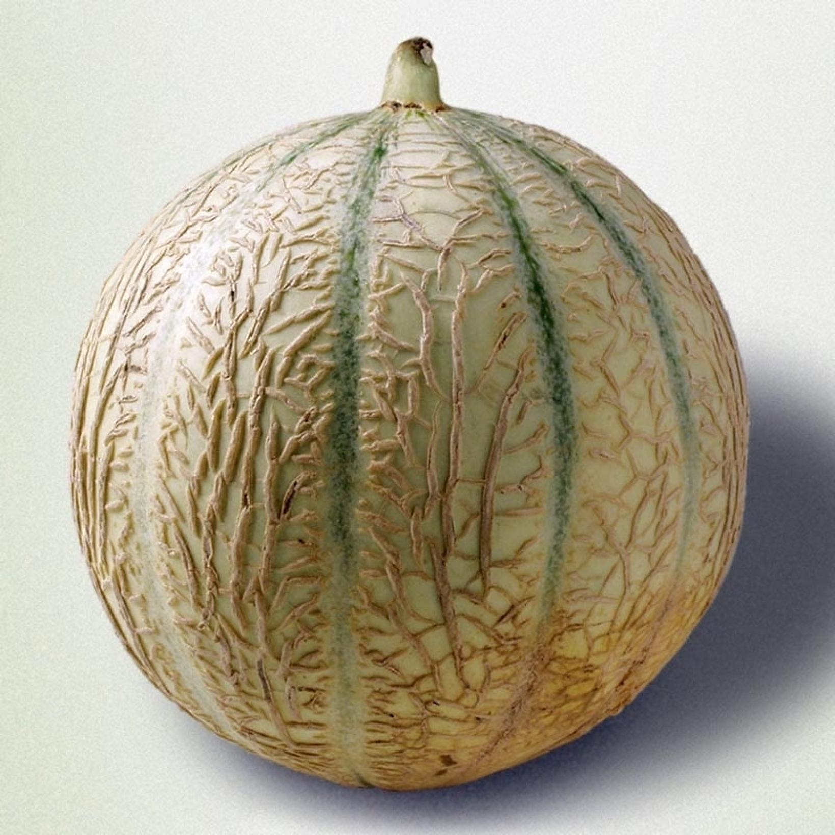 Melon Cyrano F1 - Plants Greffés pour potager - Cucumis melo, melon ...