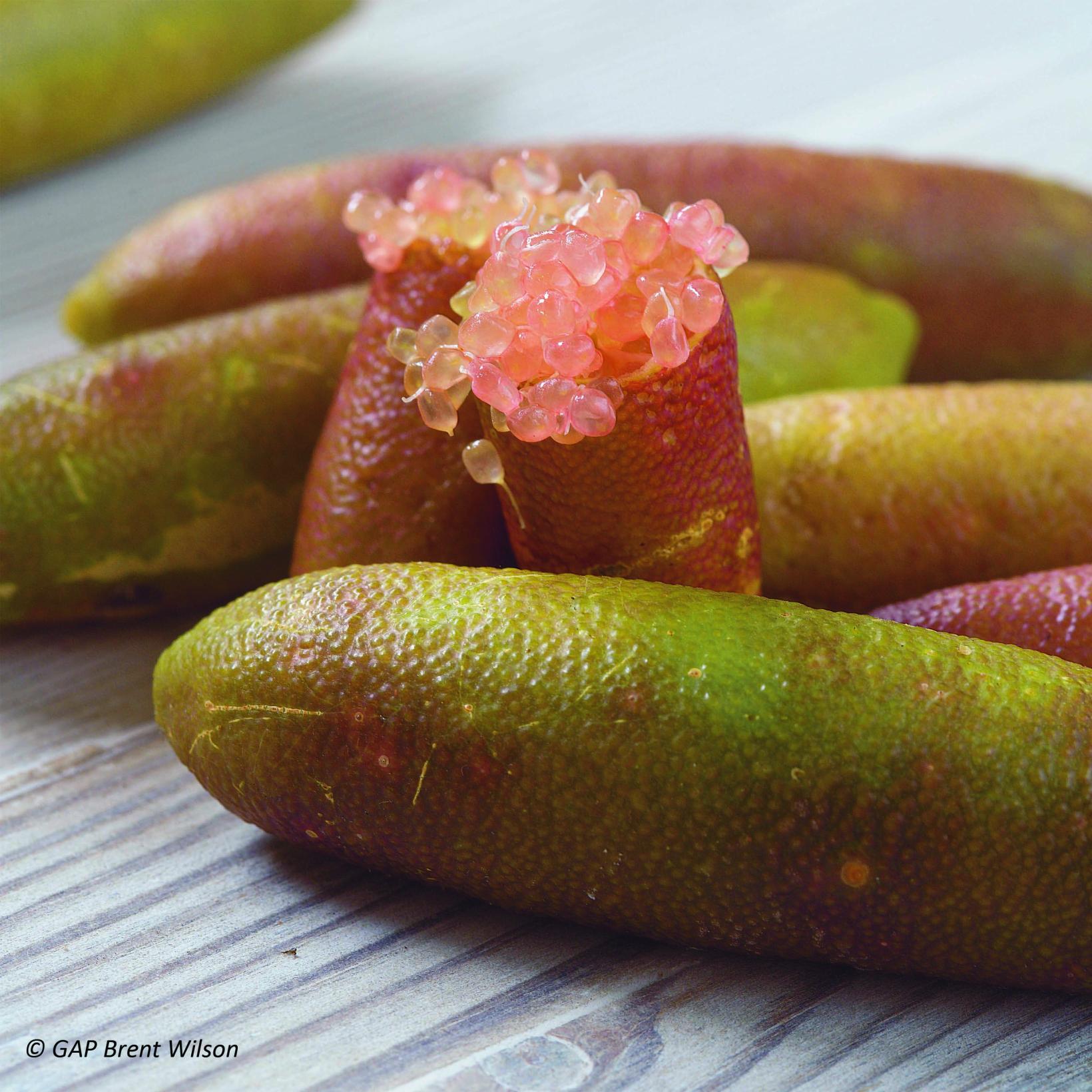 Citron caviar - Microcitrus australasica - Agrume à fruits exceptionnels