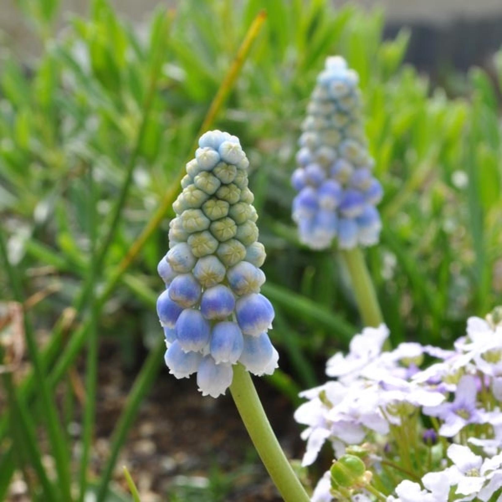Muscari aucheri Ocean Magic - Muscari tubergenianum - Bulbeuse assez ...