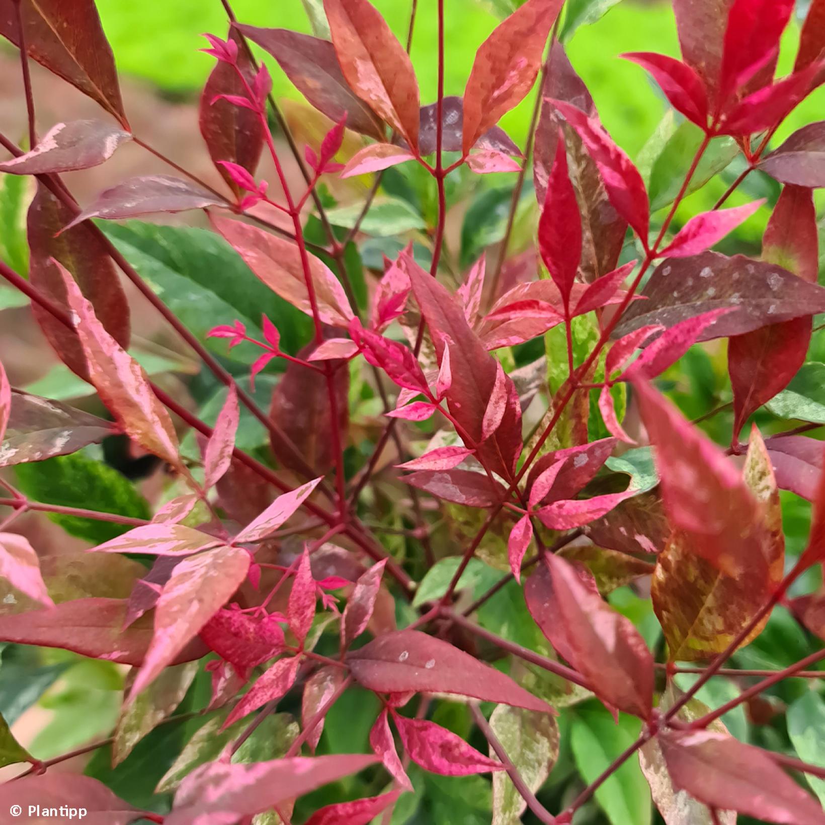 Nandina domestica Red Light - Bambou sacré nain panaché aux pousses rouges