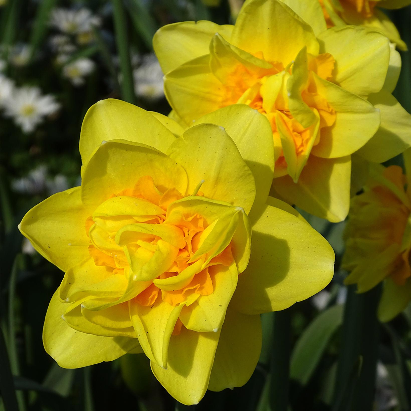 Narcisse Dick WildenLes narcisses à fleurs doubles.