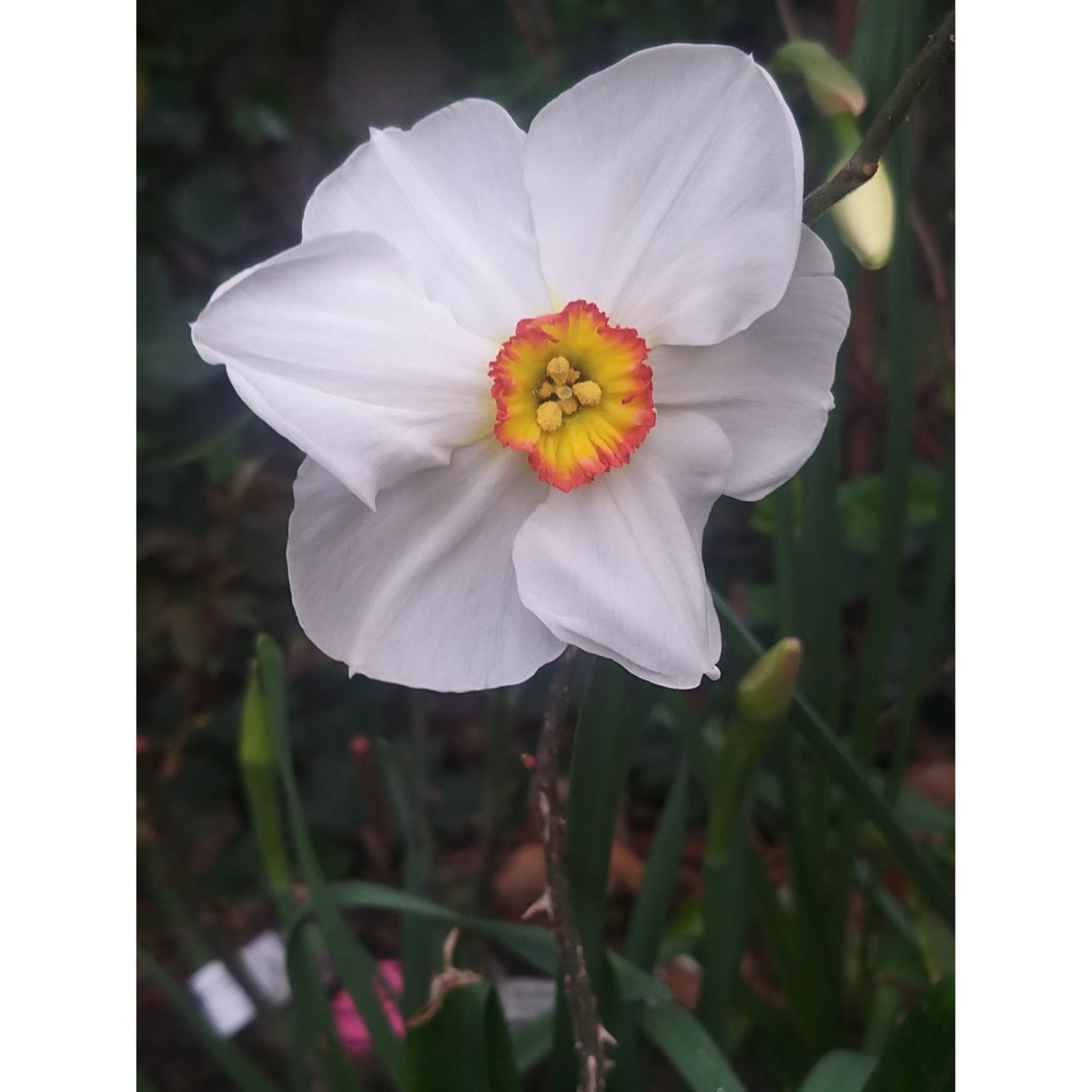 Narcissus poeticus recurvus - vrai narcisse des poètes