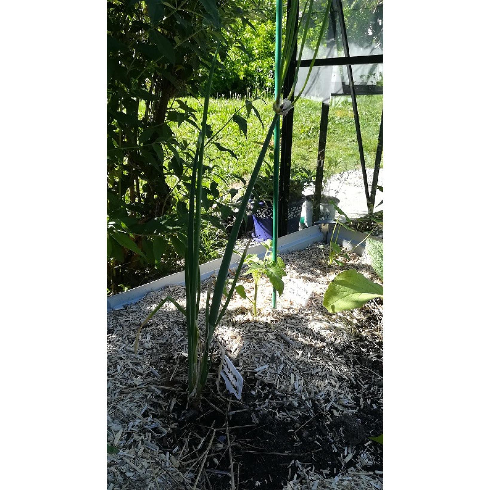 Oignon rocambole - légume perpétuel - Allium cepa proliferum