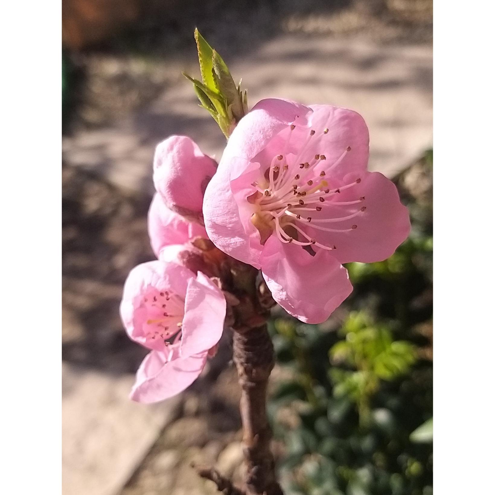 Pêcher nain Amber® Pix Zee - Prunus persica – Pêches à chair jaune
