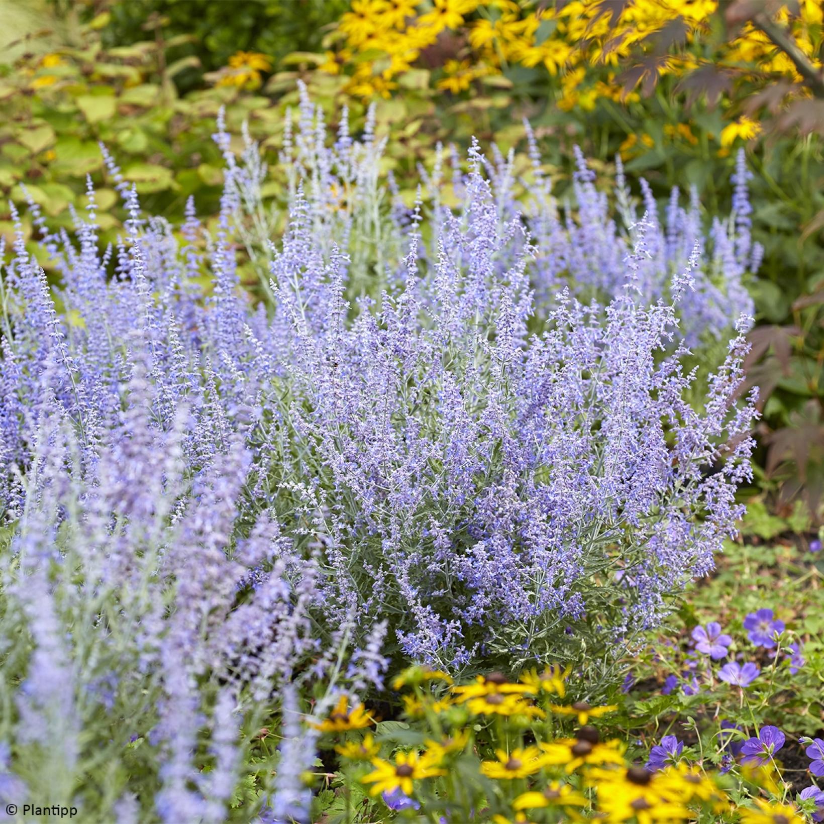 Perovskia atriplicifolia Lacey Blue - Sauge d'Afghanistan bleu azur