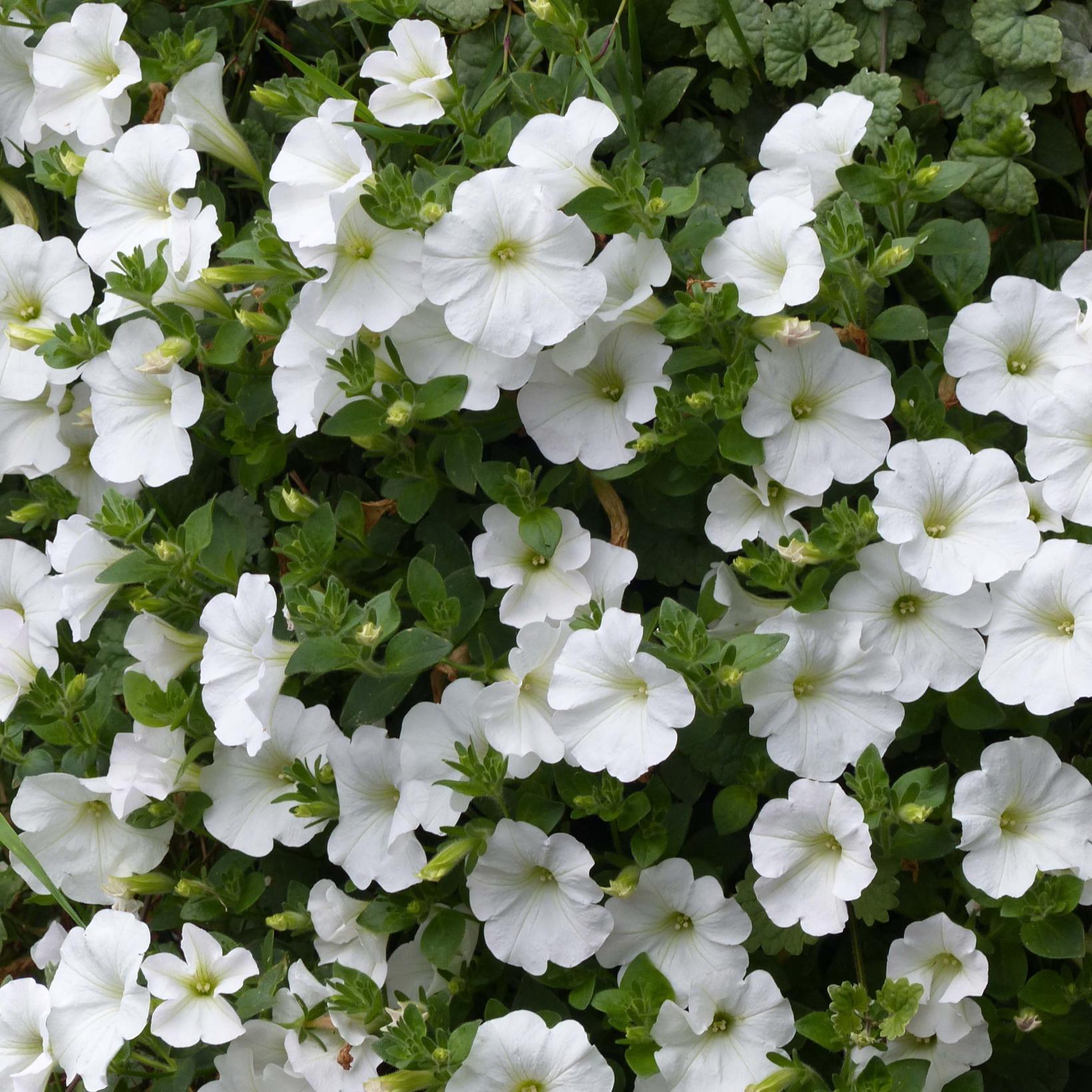 Petunia Surfinia Snow - Pétunia hybride blanc - Un bouquet de fleurs ...