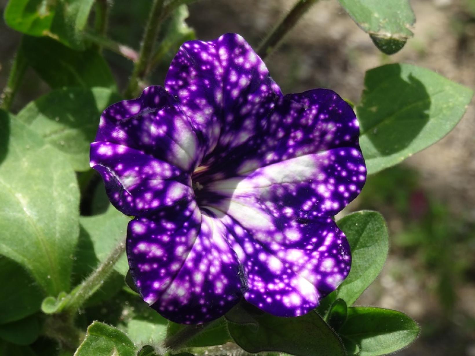 Petunia Night Sky - Pétunia semi-retombant, vigoureux, aux grandes ...