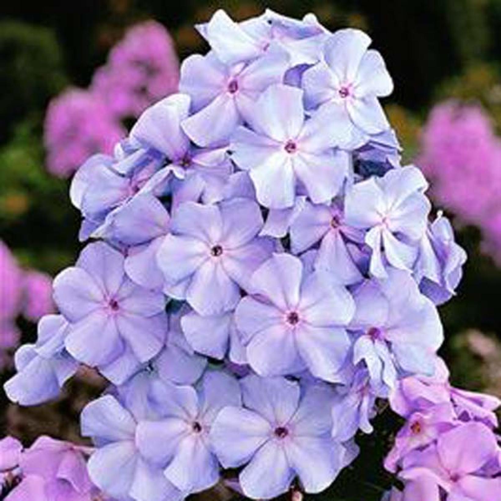 Phlox paniculata Lilac Times - Vivace aux larges panicules de fleurs ...