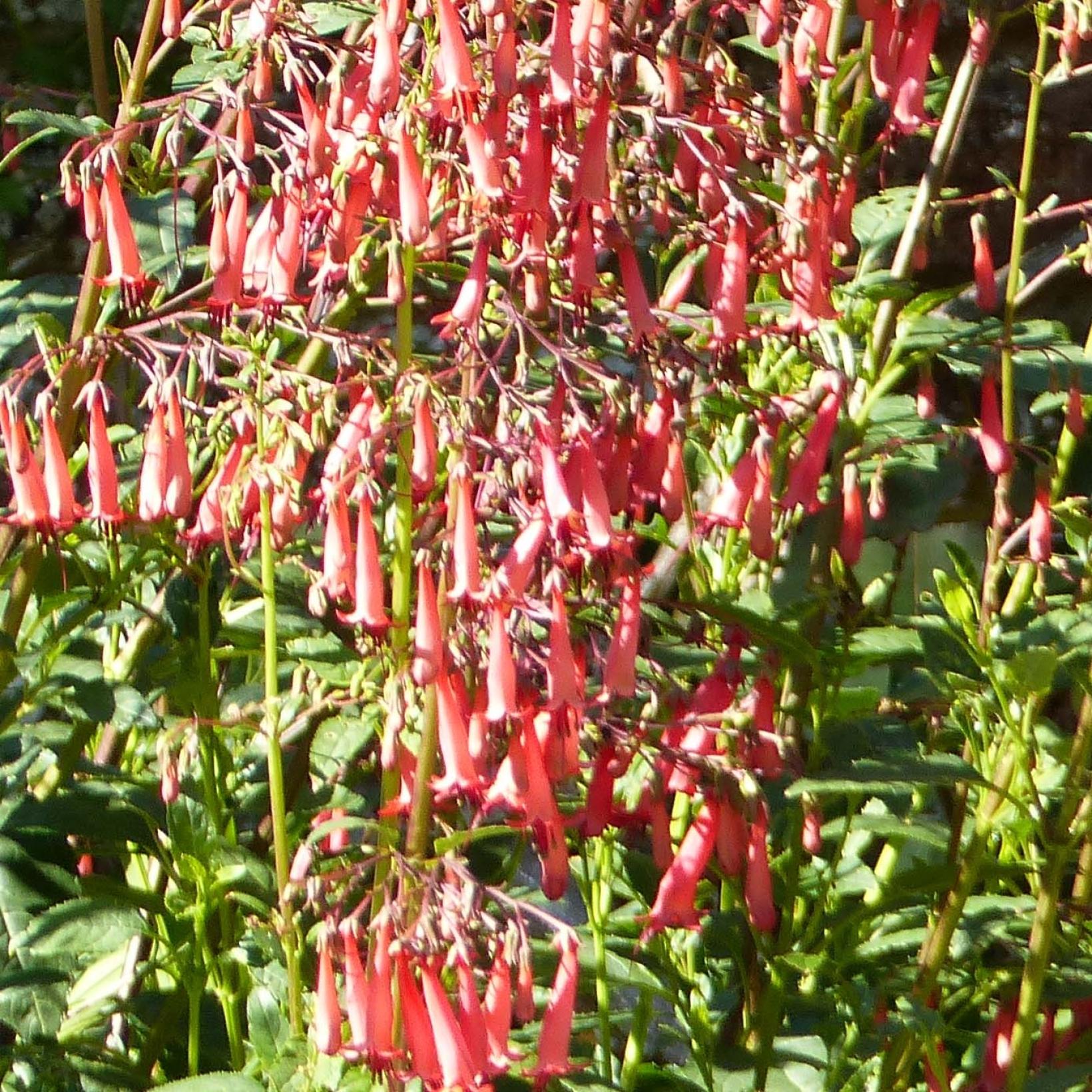 Fuchsia du Cap - Phygelius rectus African Queen, à longues fleurs ...