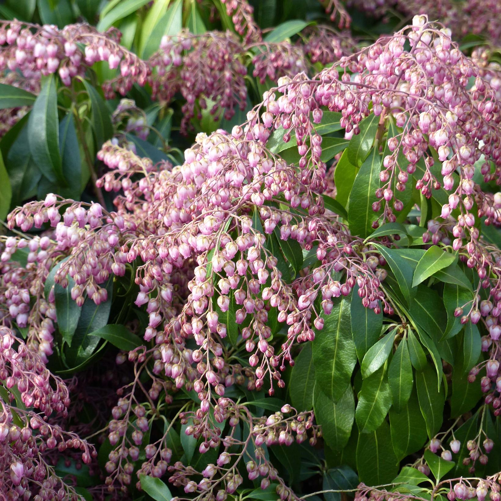 Pieris Japonica Katsura - Andromède du Japon à grappes de fleurs roses