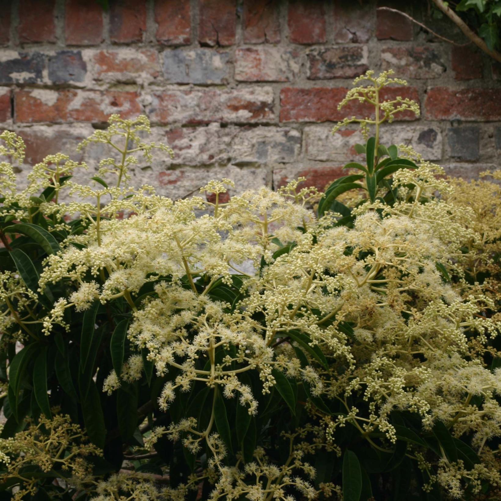 Pileostegia viburnoides - Fausse viorne - Hortensia grimpant persistant ...