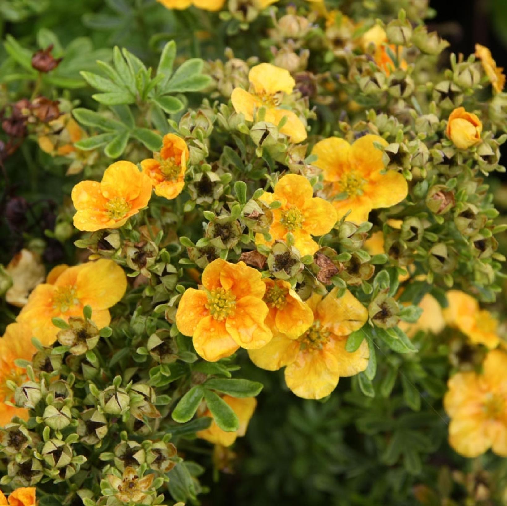 Potentilla fruticosa Mango Tango - Potentille arbustive jaune rouge