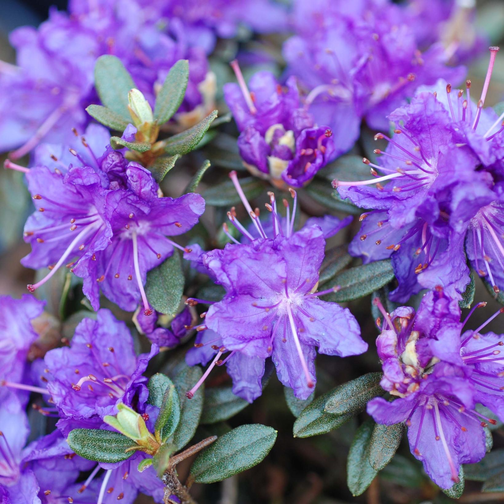 Rhododendron impeditum Azurika – Variété naine à fleurs bleu-violacé