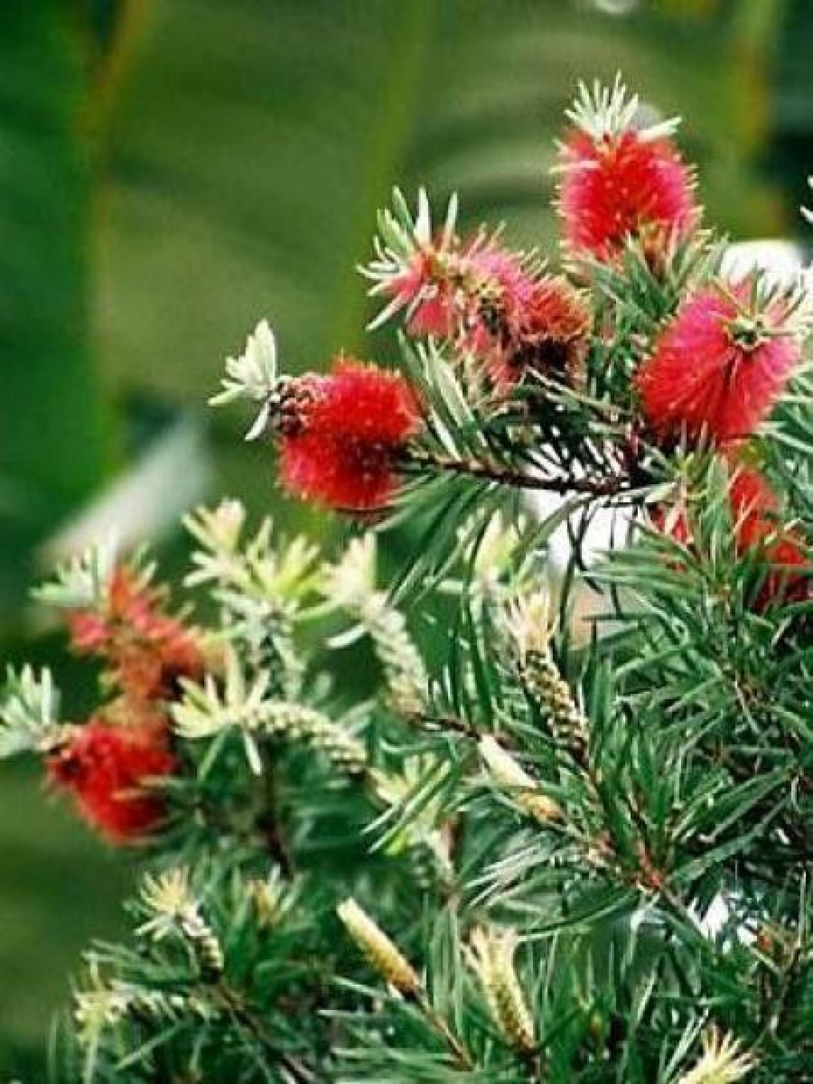 Callistemon rigidus - Rince-bouteille rustique à goupillons rouge pourpre