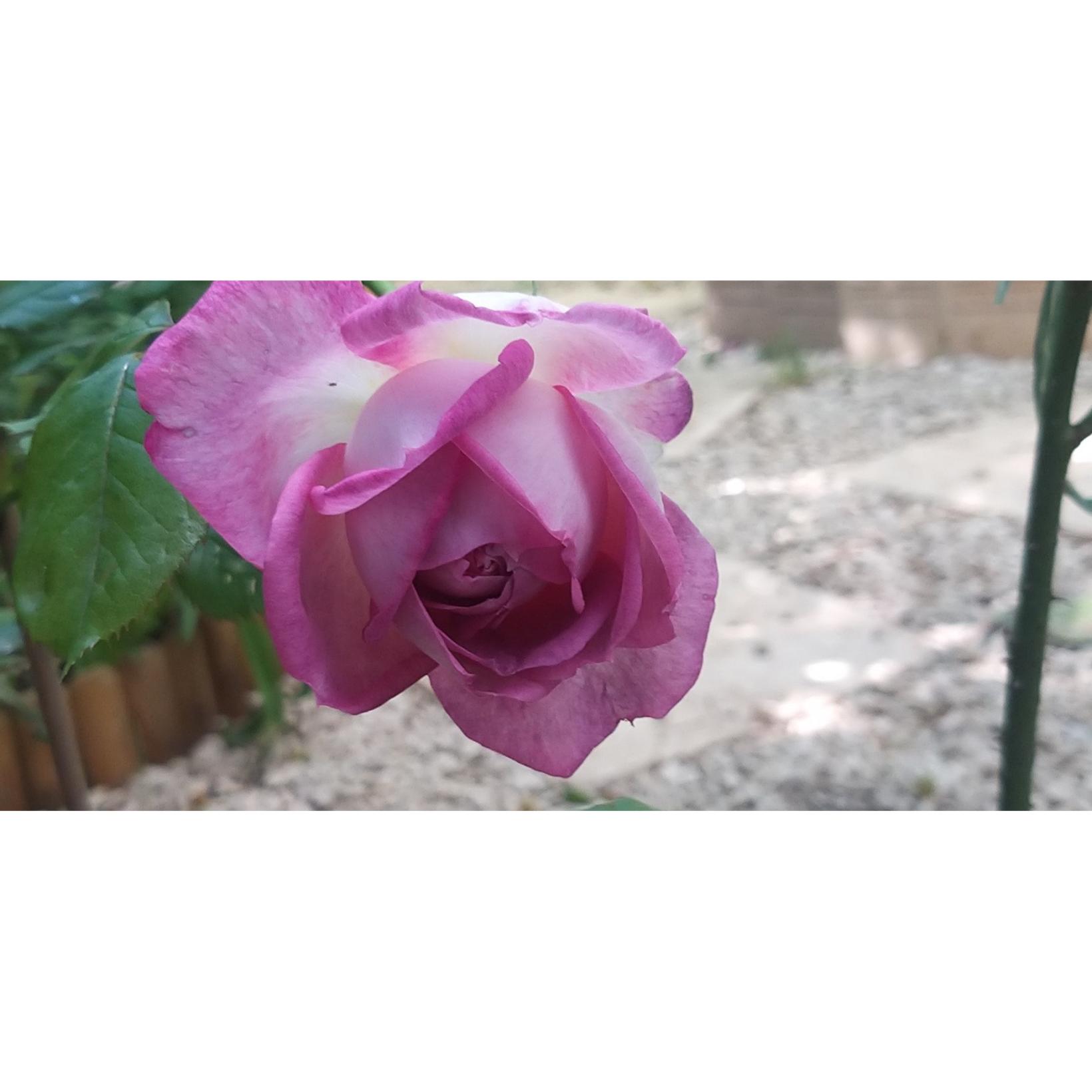 Rosier Thierry Marx - Buisson à grandes fleurs rose lilas parfumées.