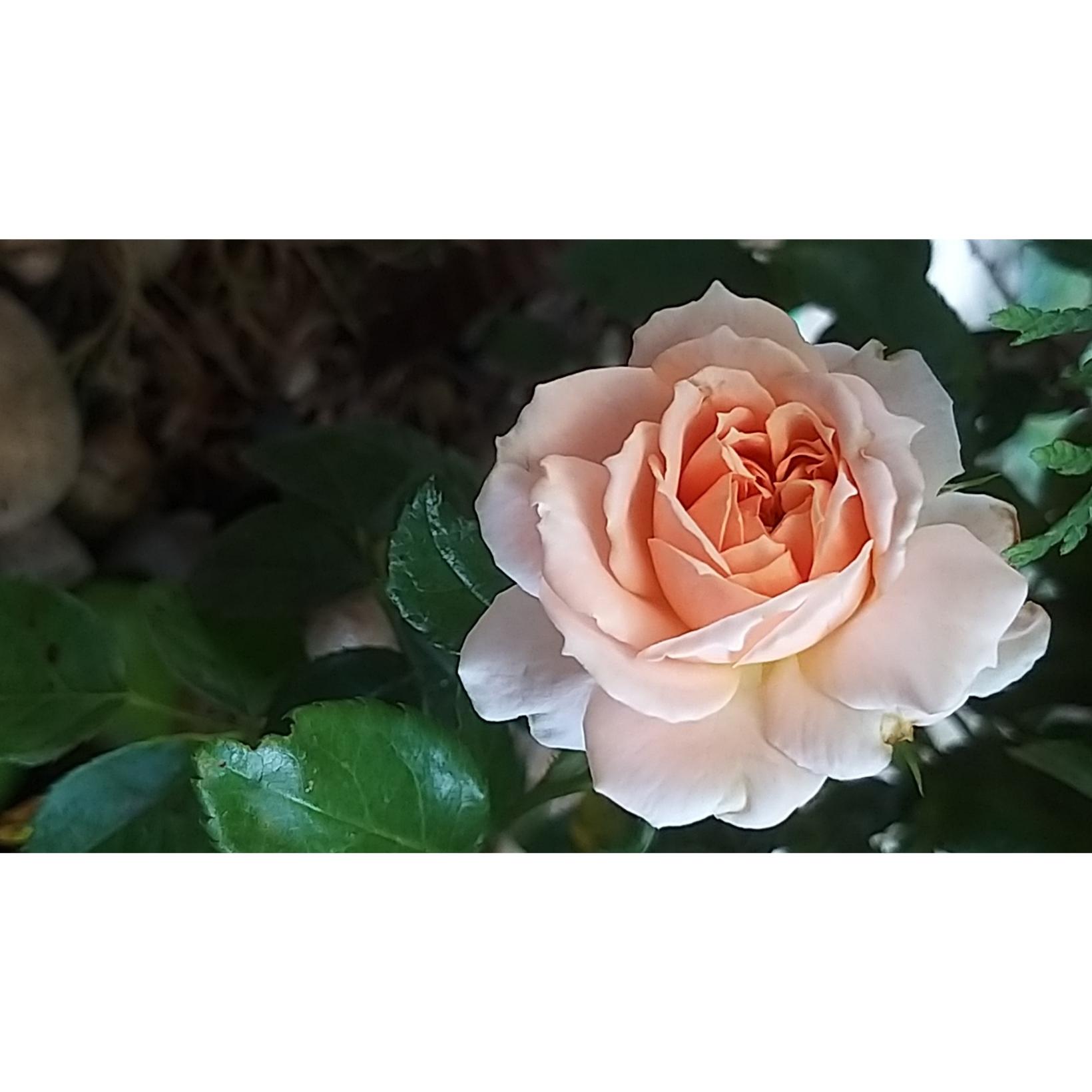 Rosa Cremosa - Rosier buisson floribunda à fleurs abricot rosé label ADR