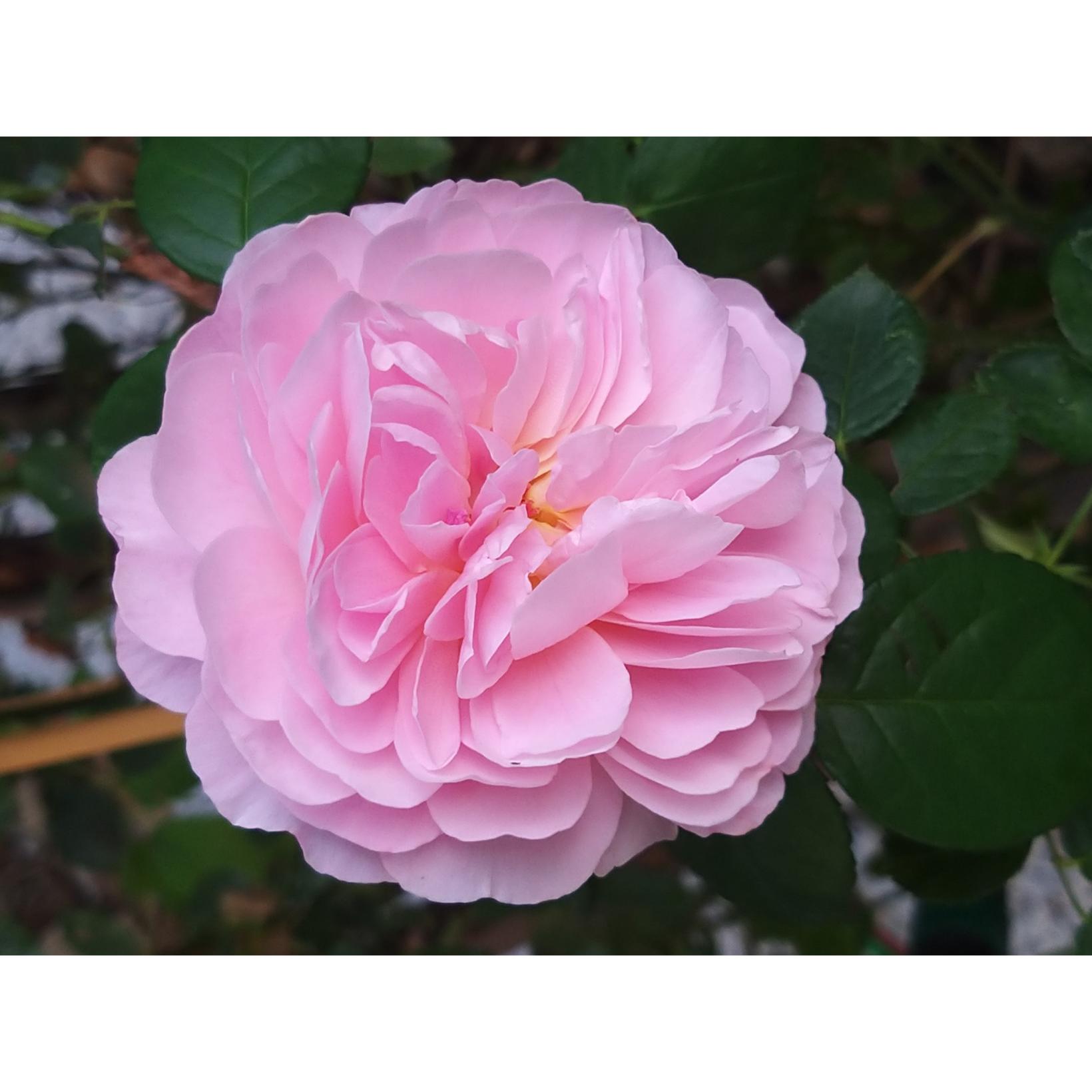 Rosa Eustacia Vye - Rose anglaise David Austin à fleurs doubles rose ...