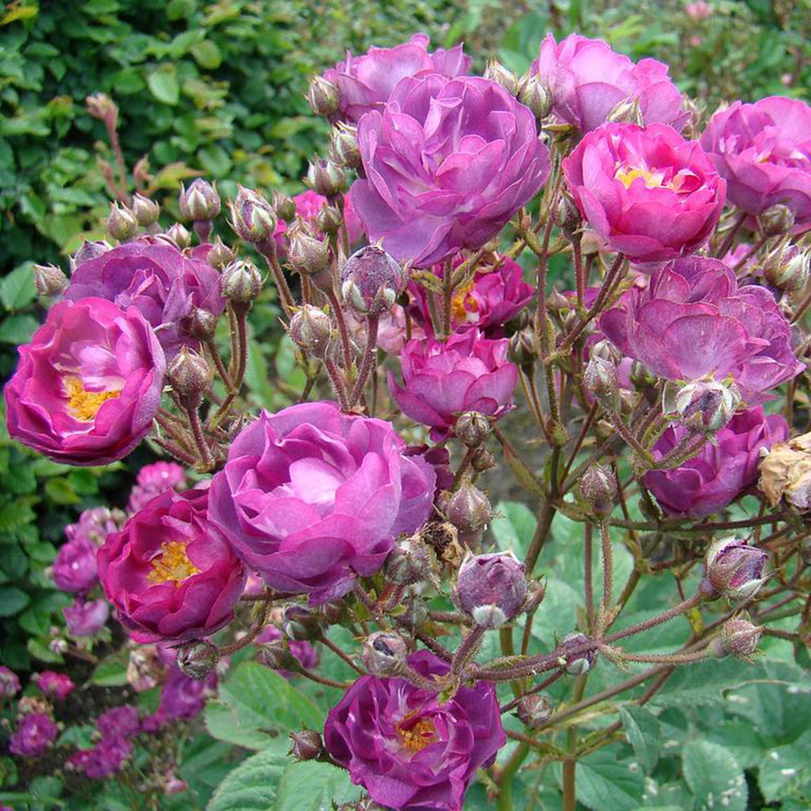 Rosa Sibelius LENbar - Rosier arbustif remontant - Des bouquets de ...