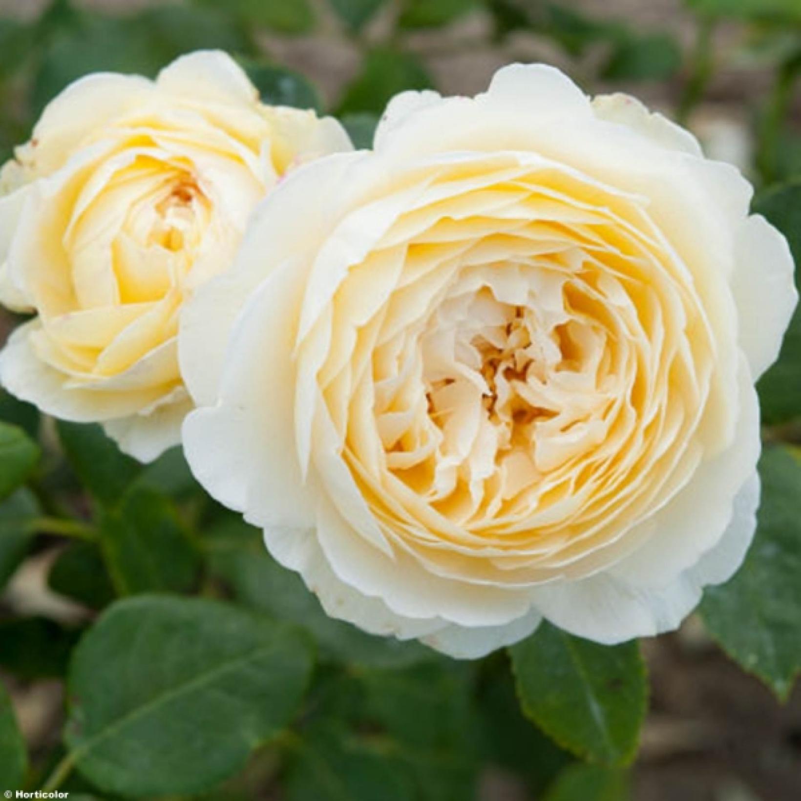 Rosa Claire Austin® - Ausprior - Rose anglaise David Austin - Fleurs ...
