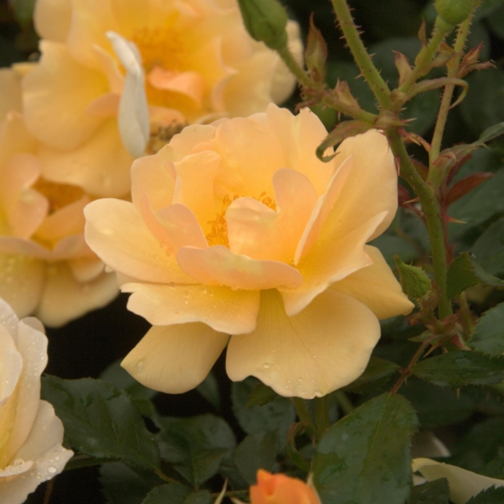 Rosa Amber Sun, obtention Kordes, rosiers couvre sol, floribunda.