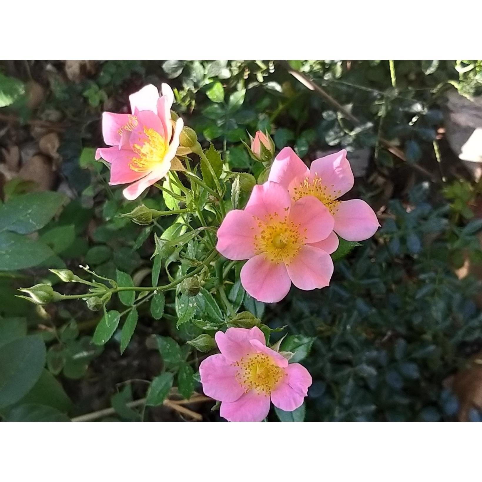 Rosier Topolina - Rosa (x) couvre-sol, tapissant, florifère, à fleurs ...