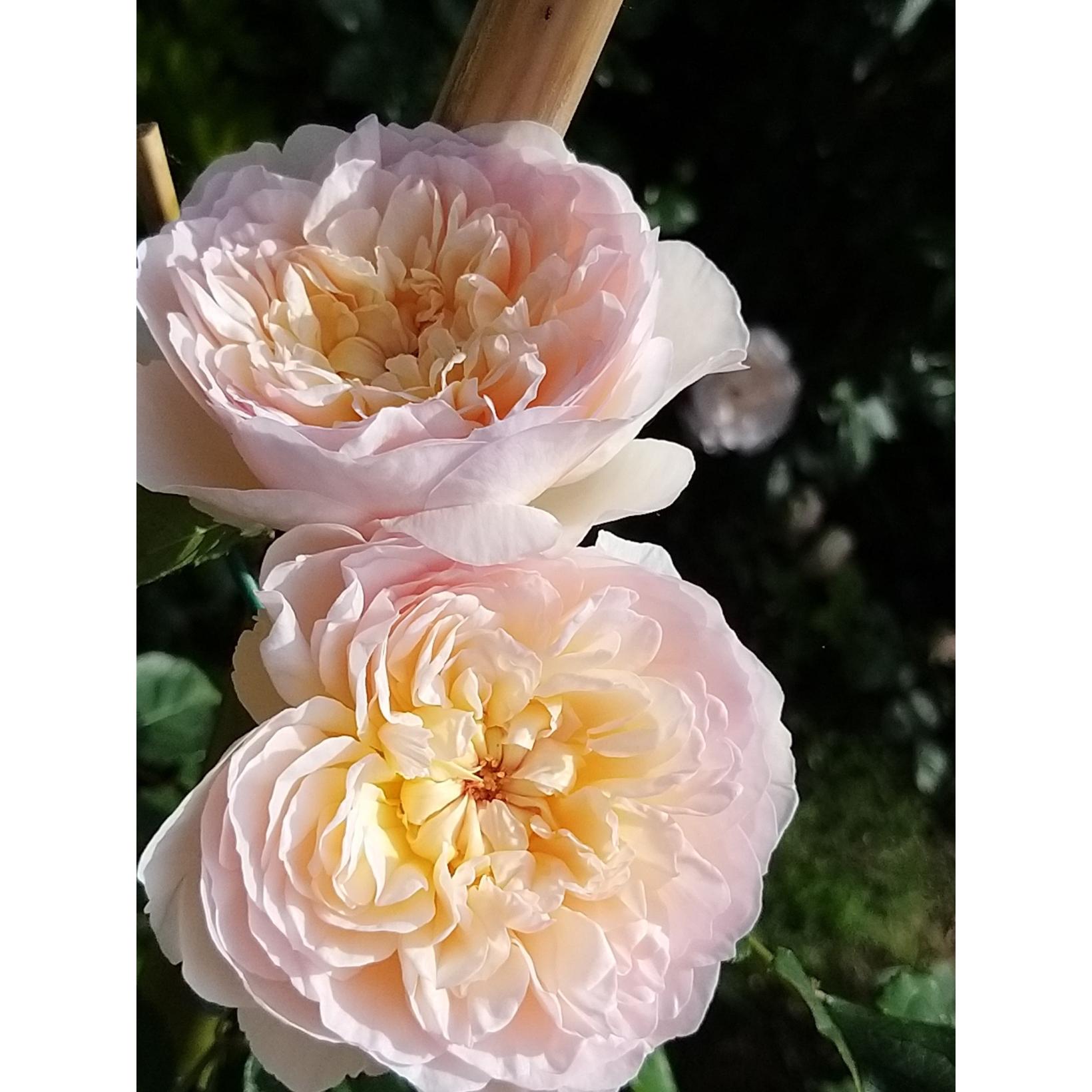 Rosa Emily Brontë - Ausearnshaw - Rose anglaise David Austin à fleurs ...