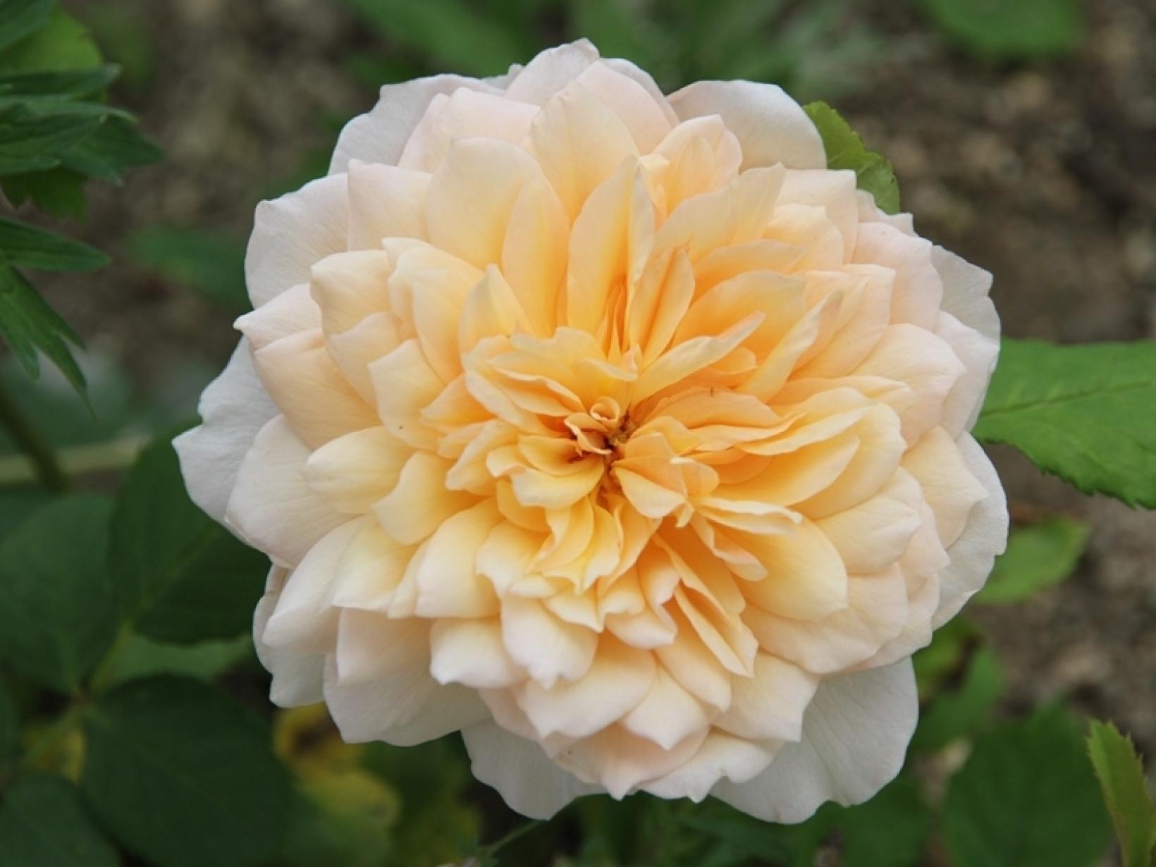 Rosa Grace® - Auskeppy - Rose anglaise David Austin - Des fleurs ...