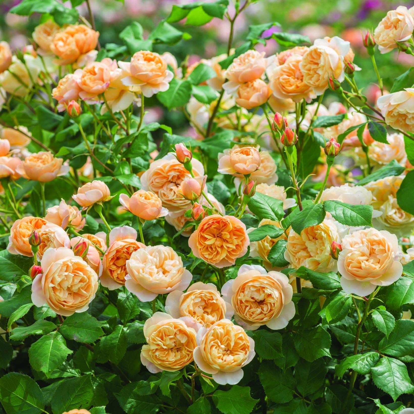 Rosa David Austin Roald Dahl - Ausowlish - Rose anglaise David Austin ...