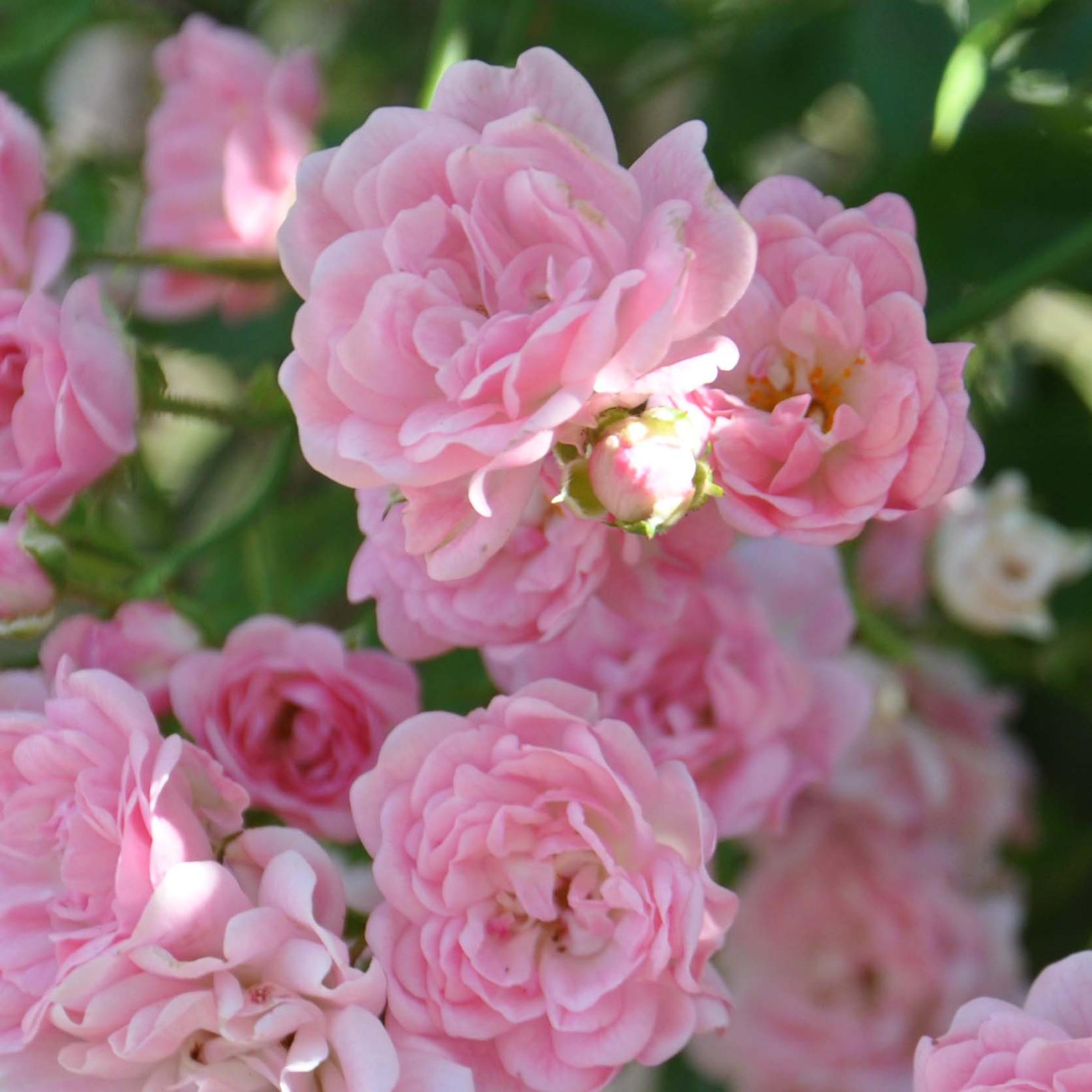 Rosier de Banks Rosea - Rosa banksiae - Liane aux fleurs doubles roses