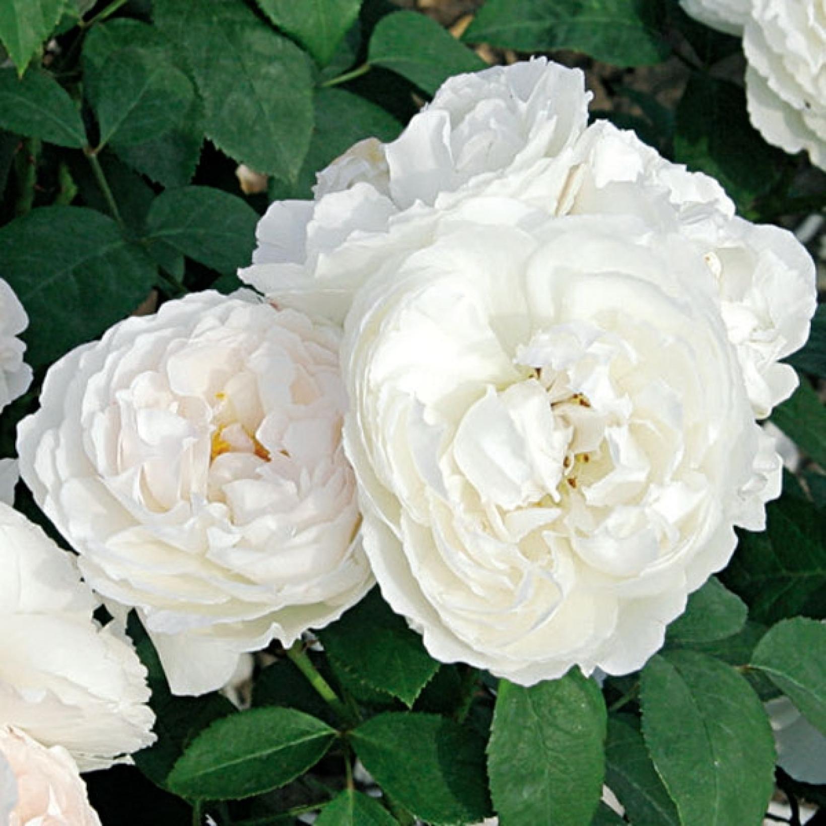 rosier valse, rosa waltz, grimpant, obtention Poulsen.