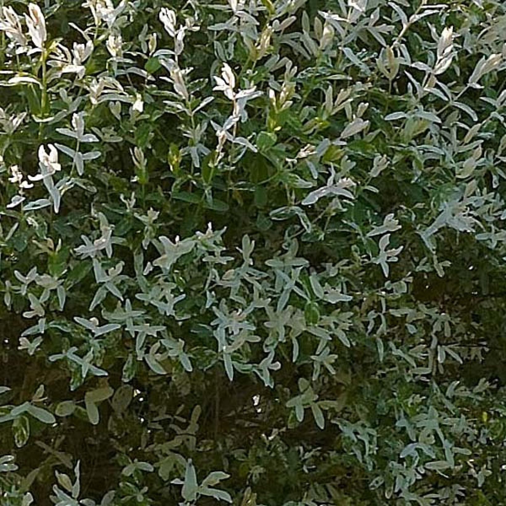 Salix integra Hakuro Nishiki - Saule crevette à feuillage panaché