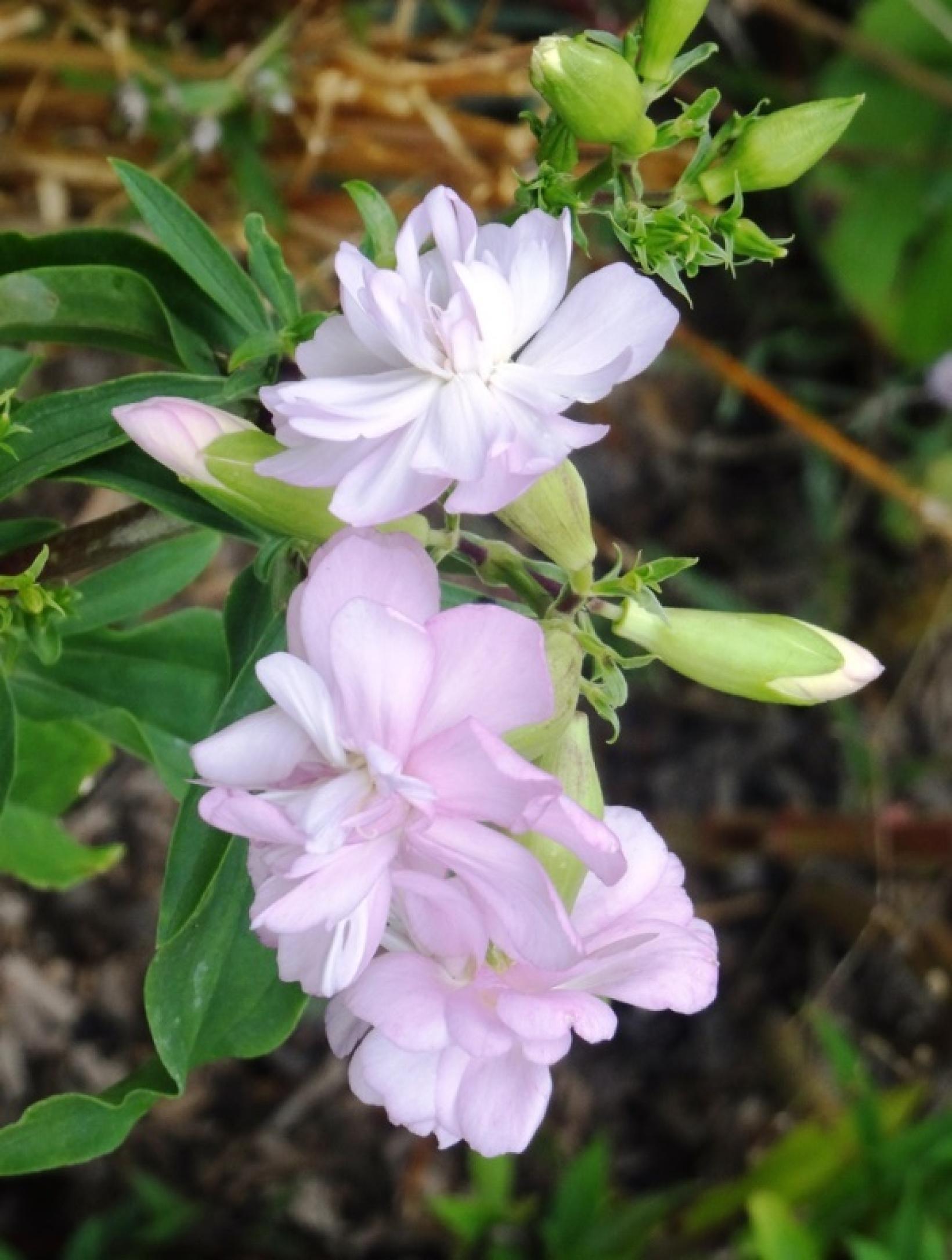 Saponaria Officinalis Rosea Plena Saponaire Une Vivace à Fleurs