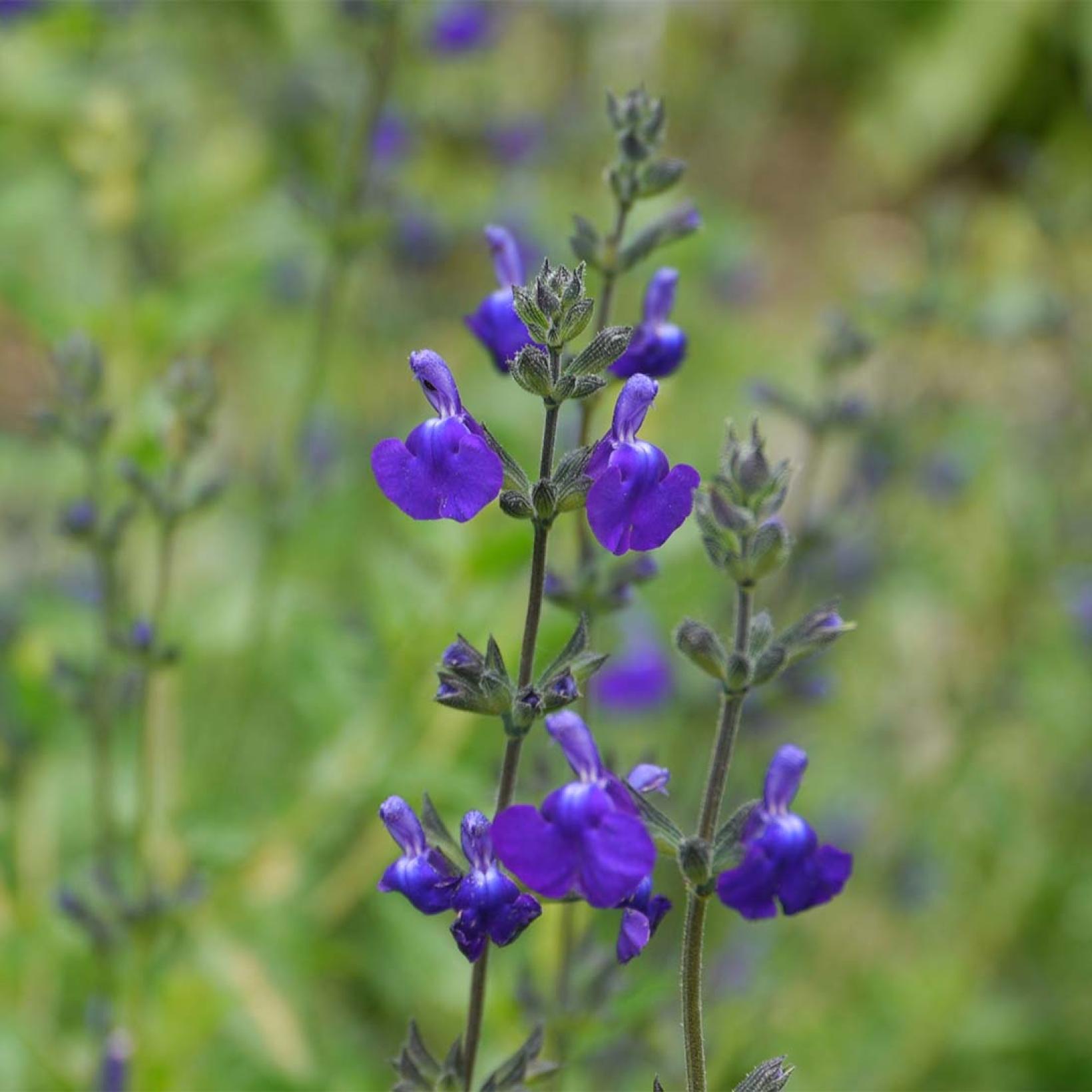 Salvia microphylla Victoria Blue 'Vivisal' - Sauge arbustive à port ...