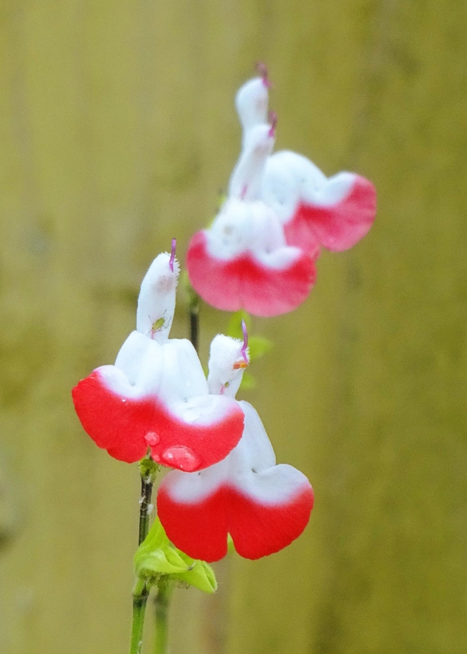 Salvia microphylla Hot Lips - Sauge de Gaham, arbustive, bicolore rouge ...