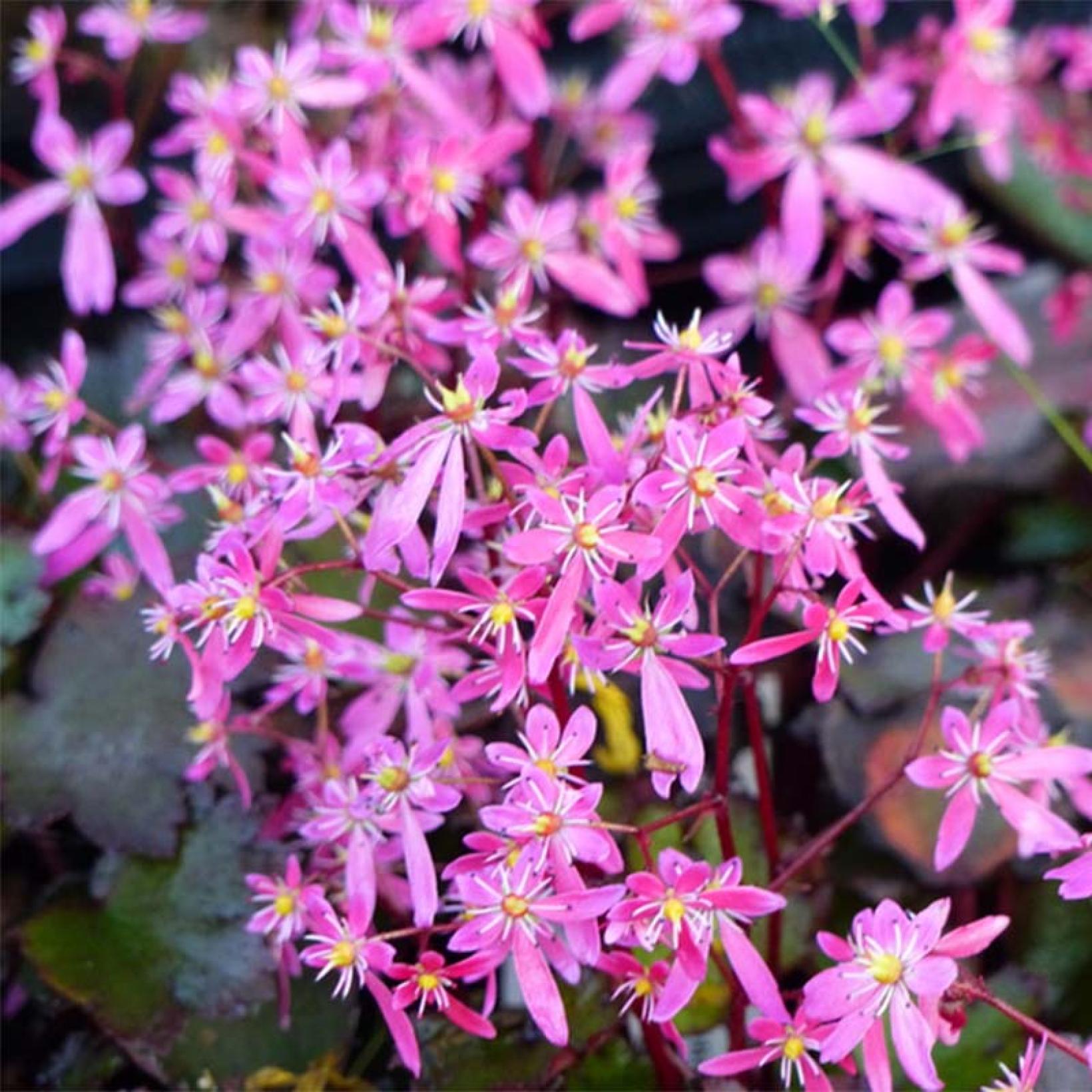 Saxifrage cortusifolia Black Ruby - Feuillage noir et fleurs roses en ...
