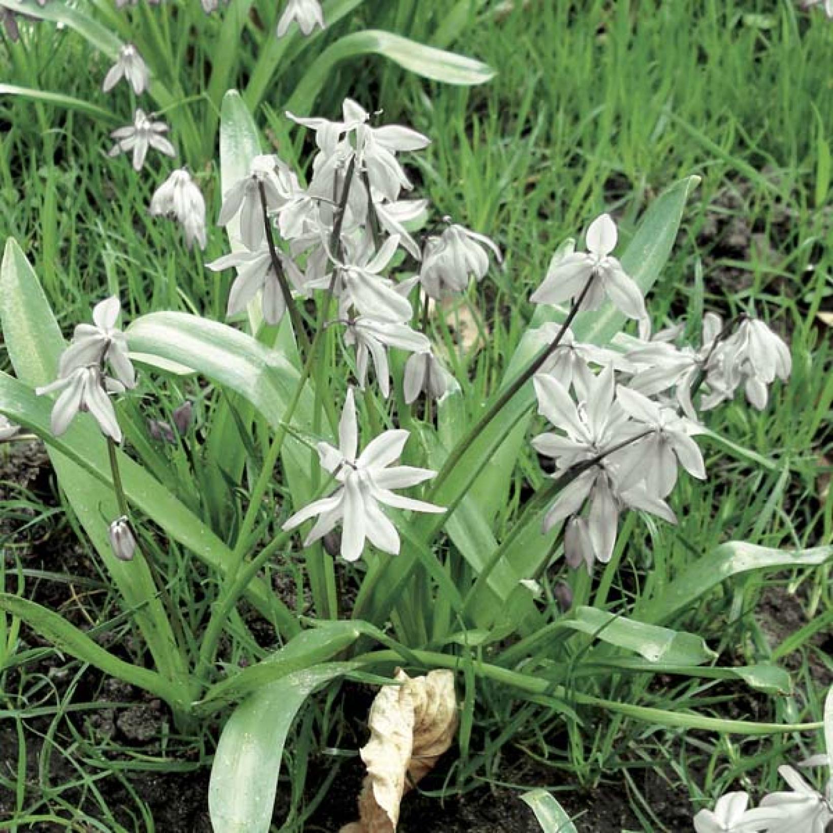 Scilla siberica Alba - Scille de Sibérie blanche - Othocallis - Bulbe ...