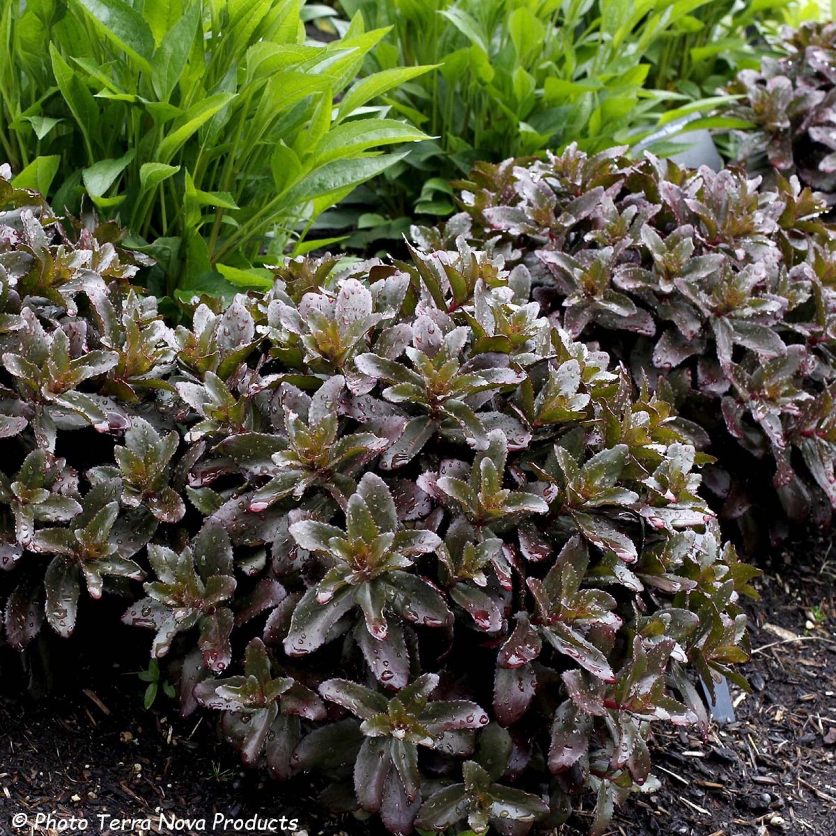 Sedum Dark Magic - Orpin - Vivace à grandes fleurs roses sur feuillage ...