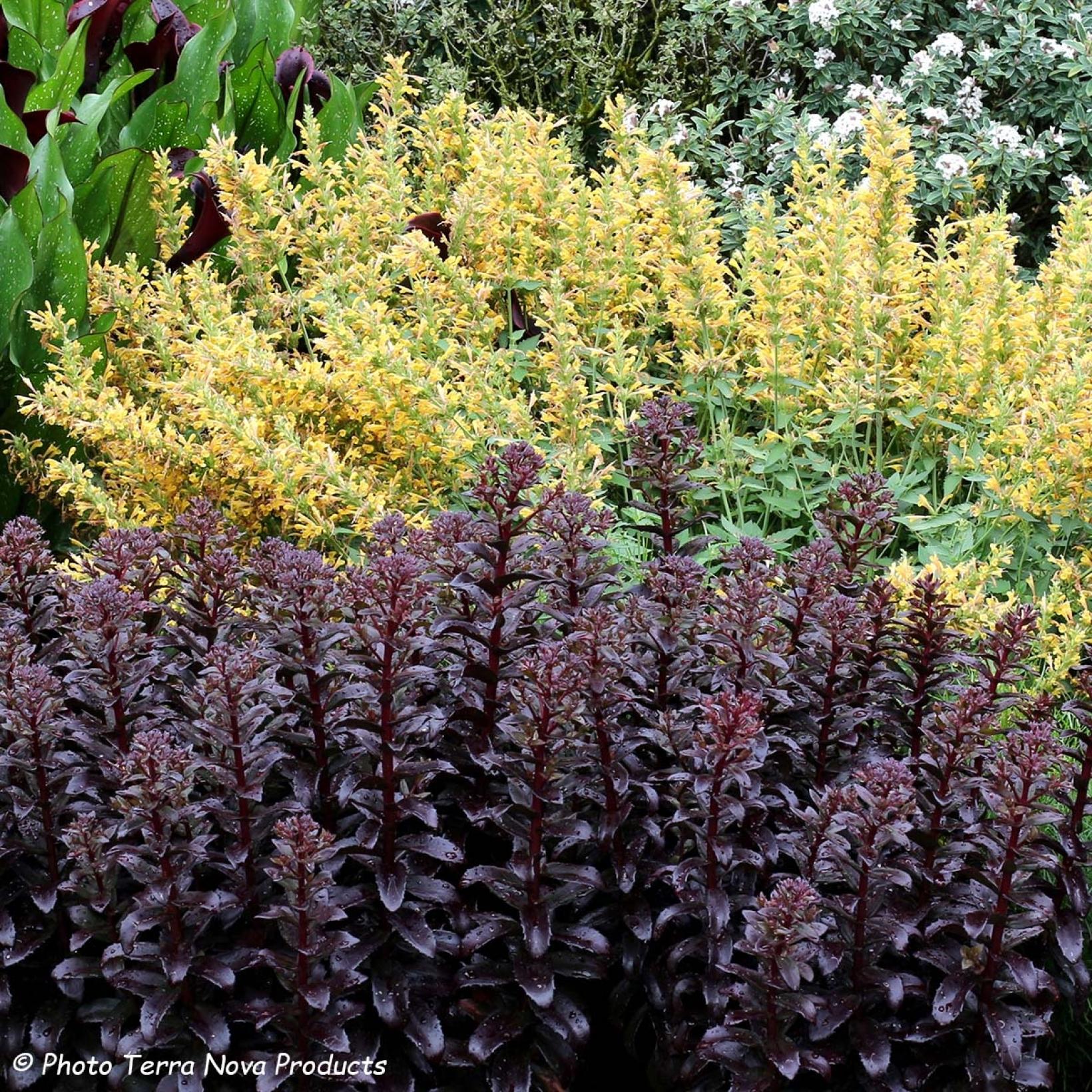Sedum Dark Magic - Orpin - Vivace à grandes fleurs roses sur feuillage ...
