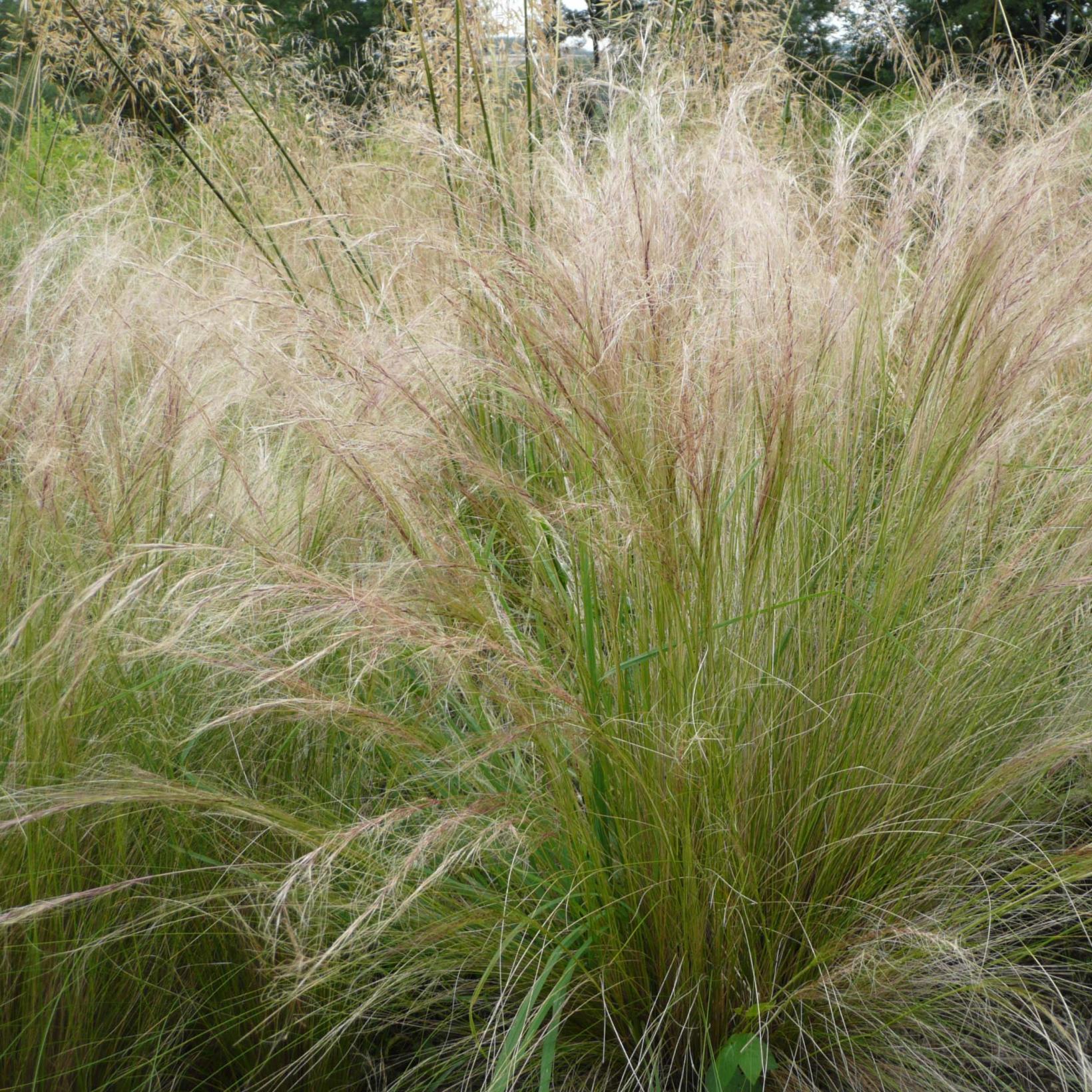 Cheveux d'ange - Stipa tenuifolia - Ponytail - Une graminée persistante ...