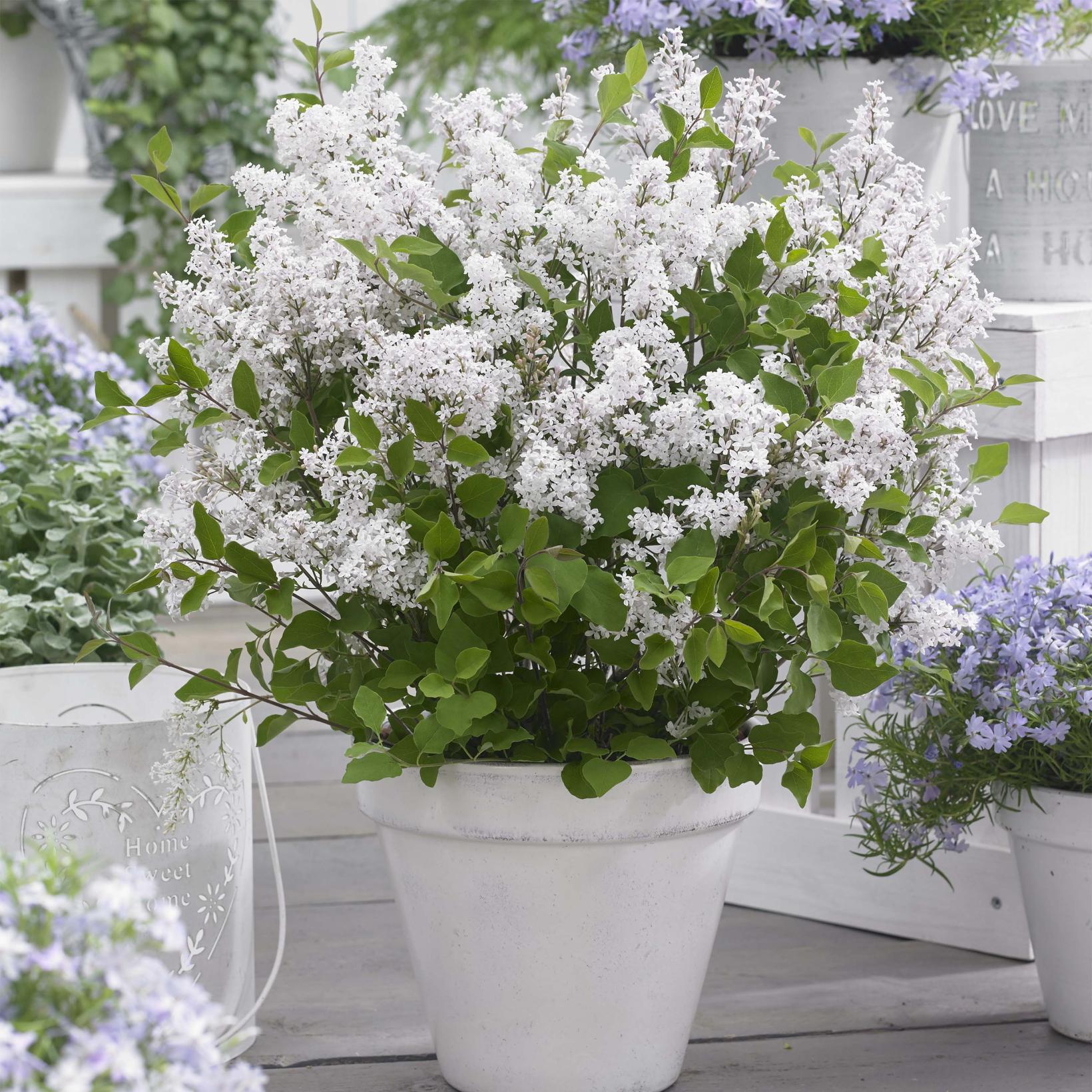 Syringa meyeri Flowerfesta White - Lilas nain parfumé, à fleurs blanches