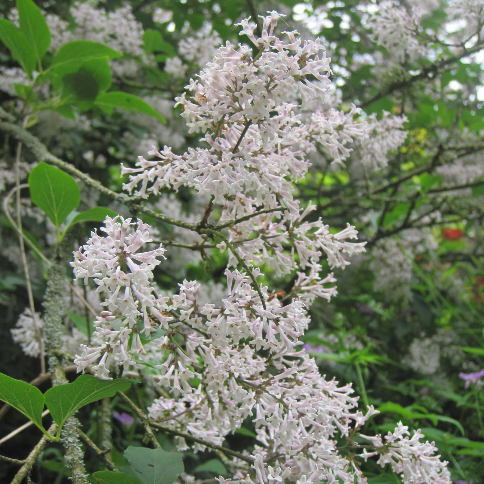 Syringa patula Miss Kim - Lilas de Chine à fleurs blanc ombré de lilas