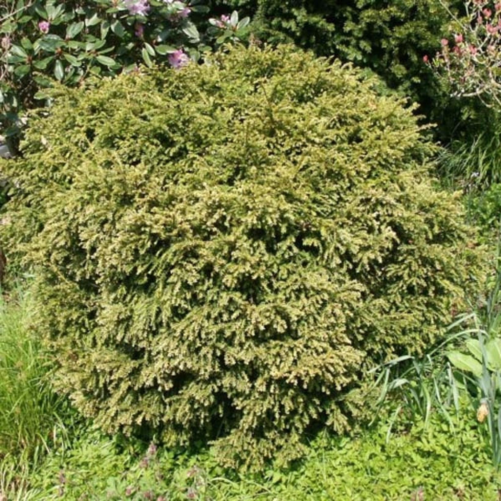 Taxus baccata - If commun - If à baies - Conifère à port dense et touffu
