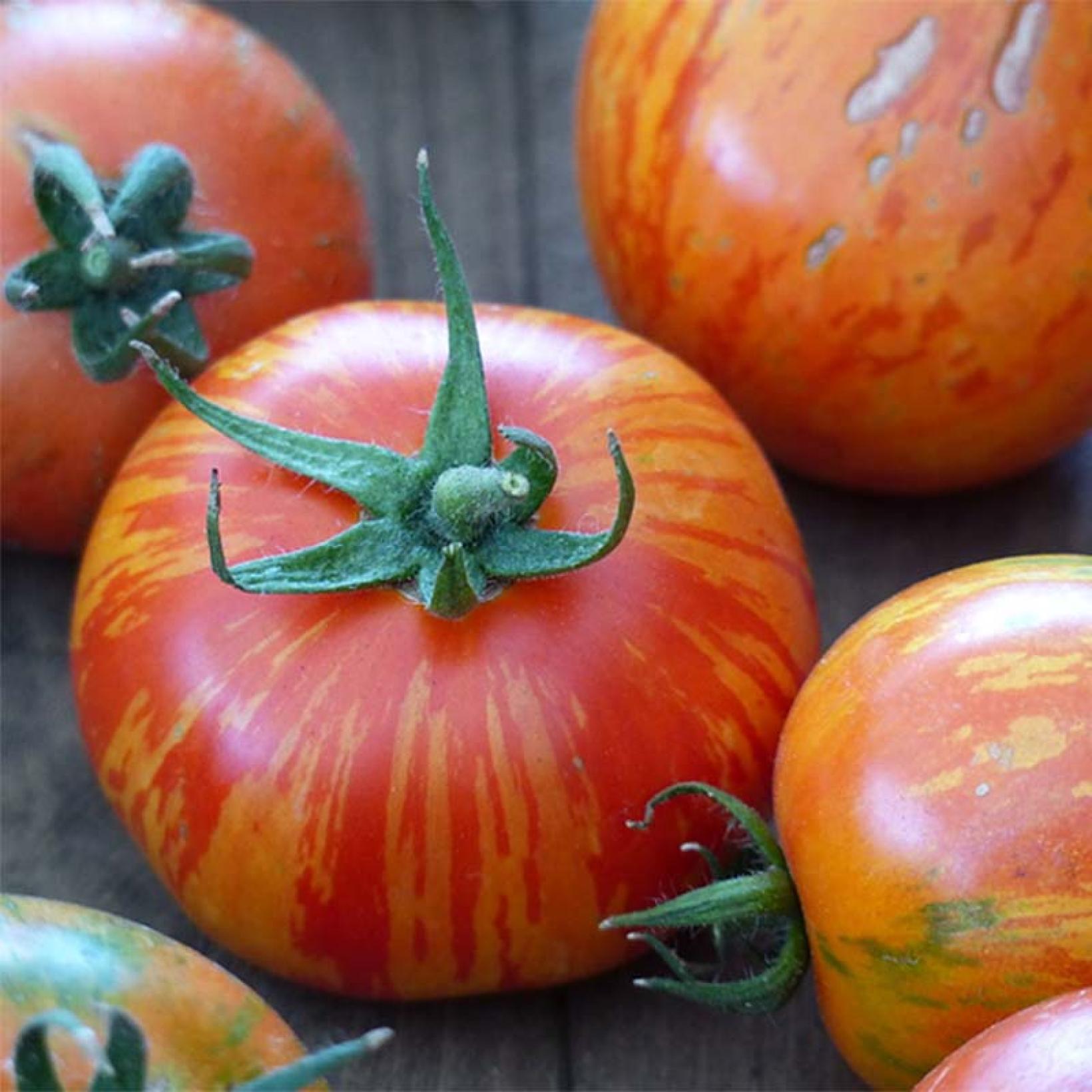 Tomate Tigerella - Graines - Variété grappe à fruits bigarrés