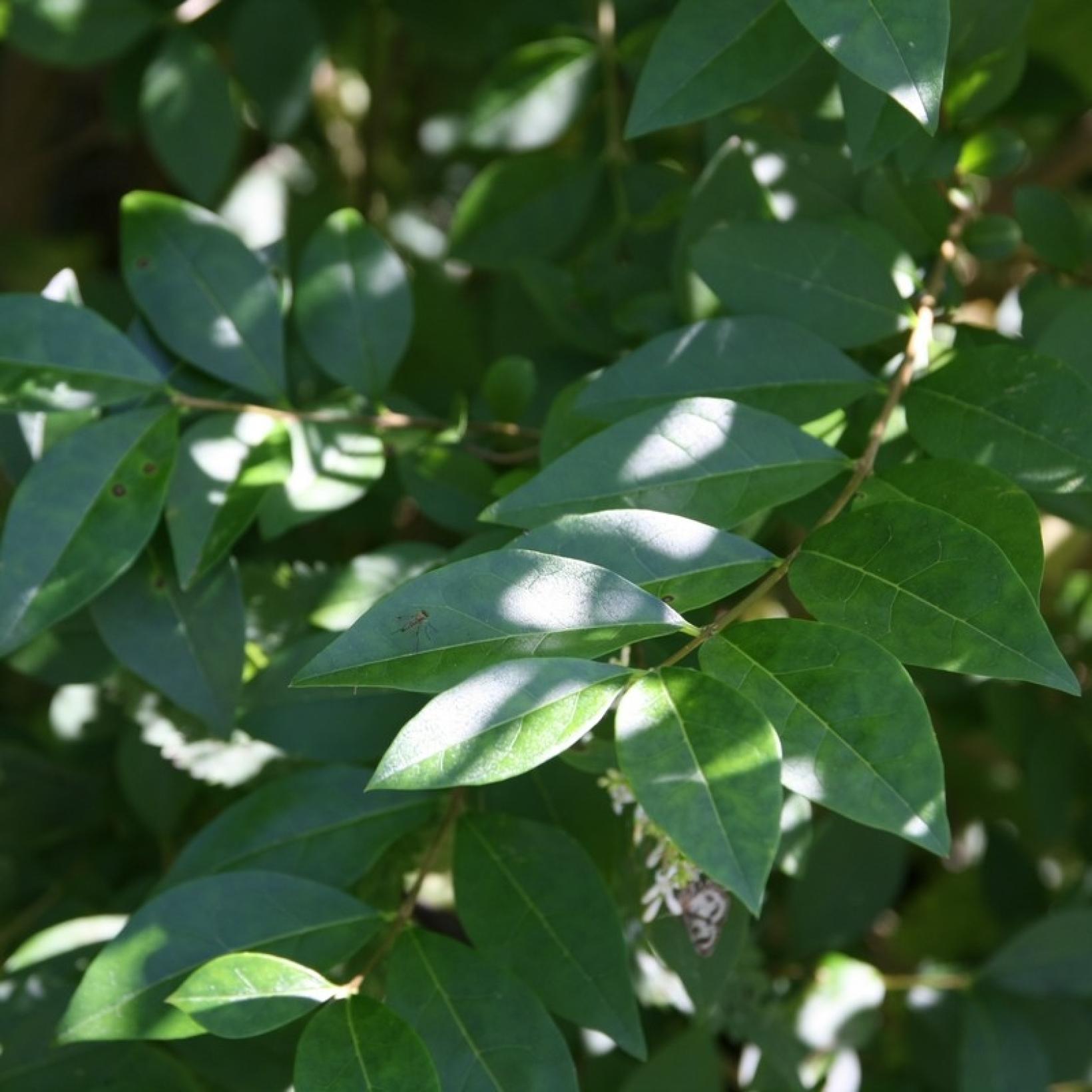 Ligustrum ovalifolium - Troène de Californie arbuste à petites fleurs