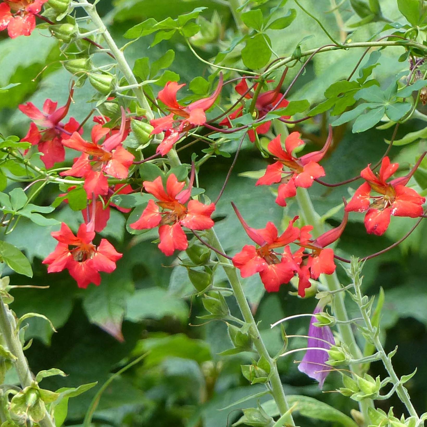 Capucine vivace rouge sang - Tropaeolum speciosum