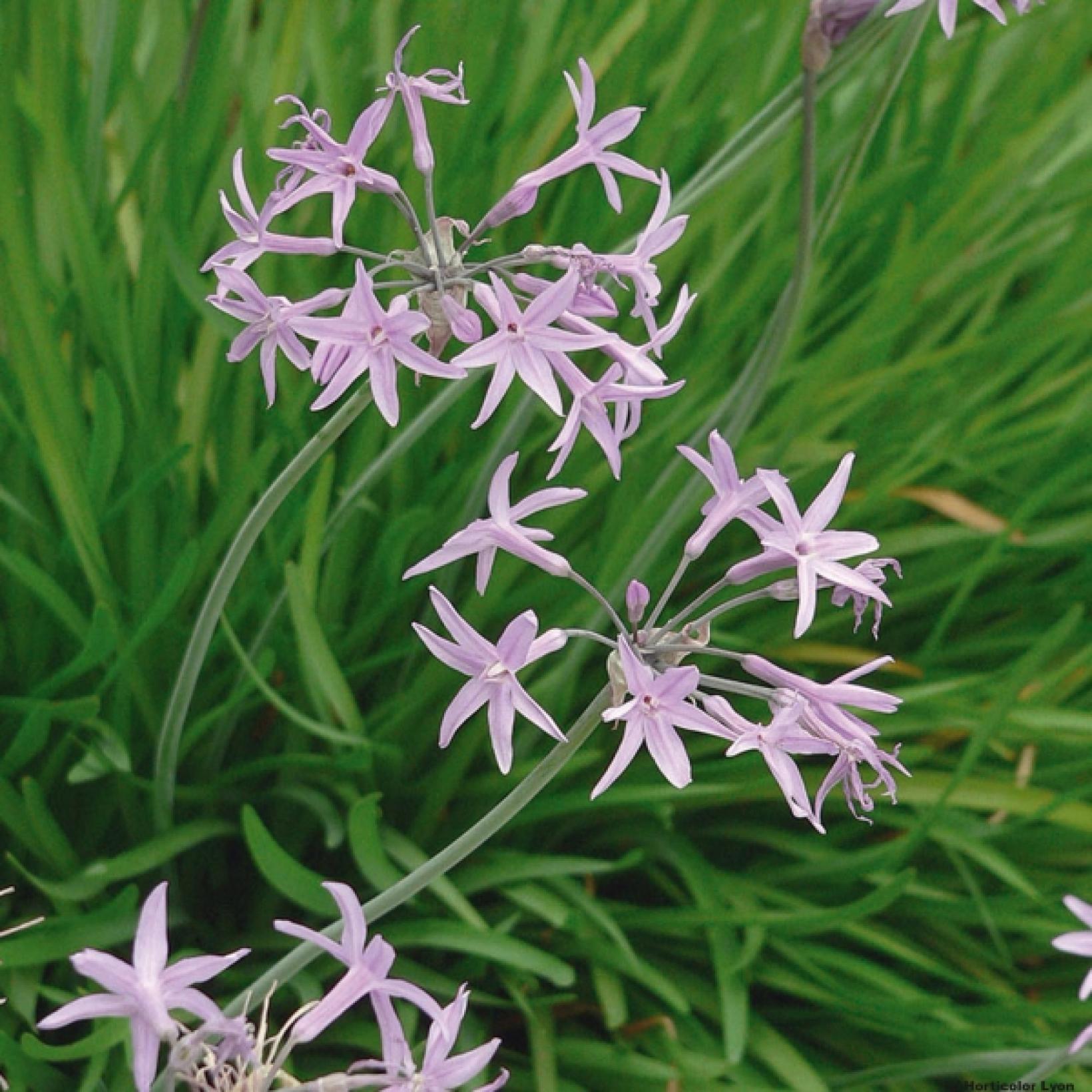 Tulbaghia Cominsii violacea - bulbeuse à fleurs lilas, décorative et ...