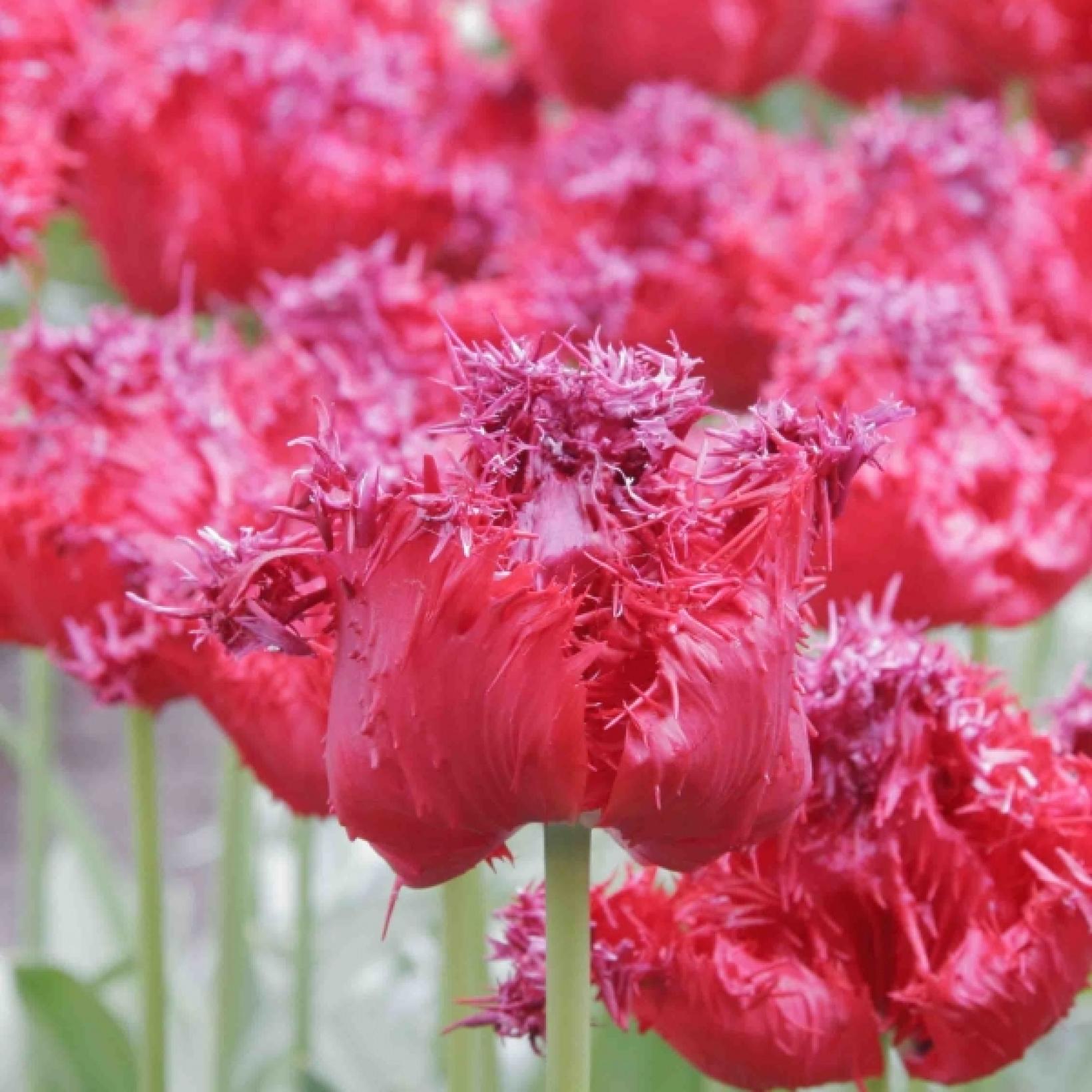 Tulipe dentelée Barbados - Bulbe - Des fleurs rouge intense, très frangée
