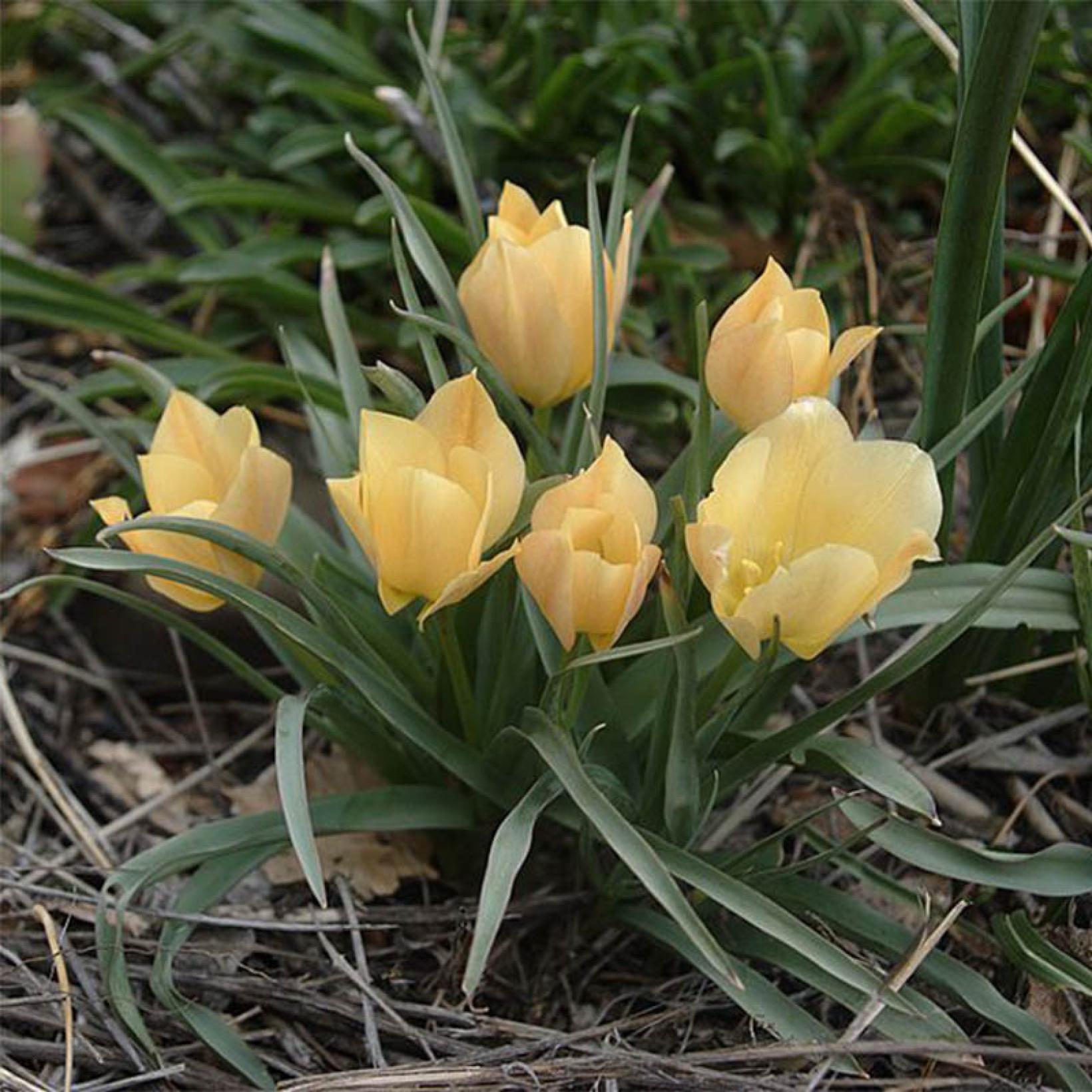 Tulipe batalinii Bright Gem - Tulipe botanique tardive à fleurs jaune ...