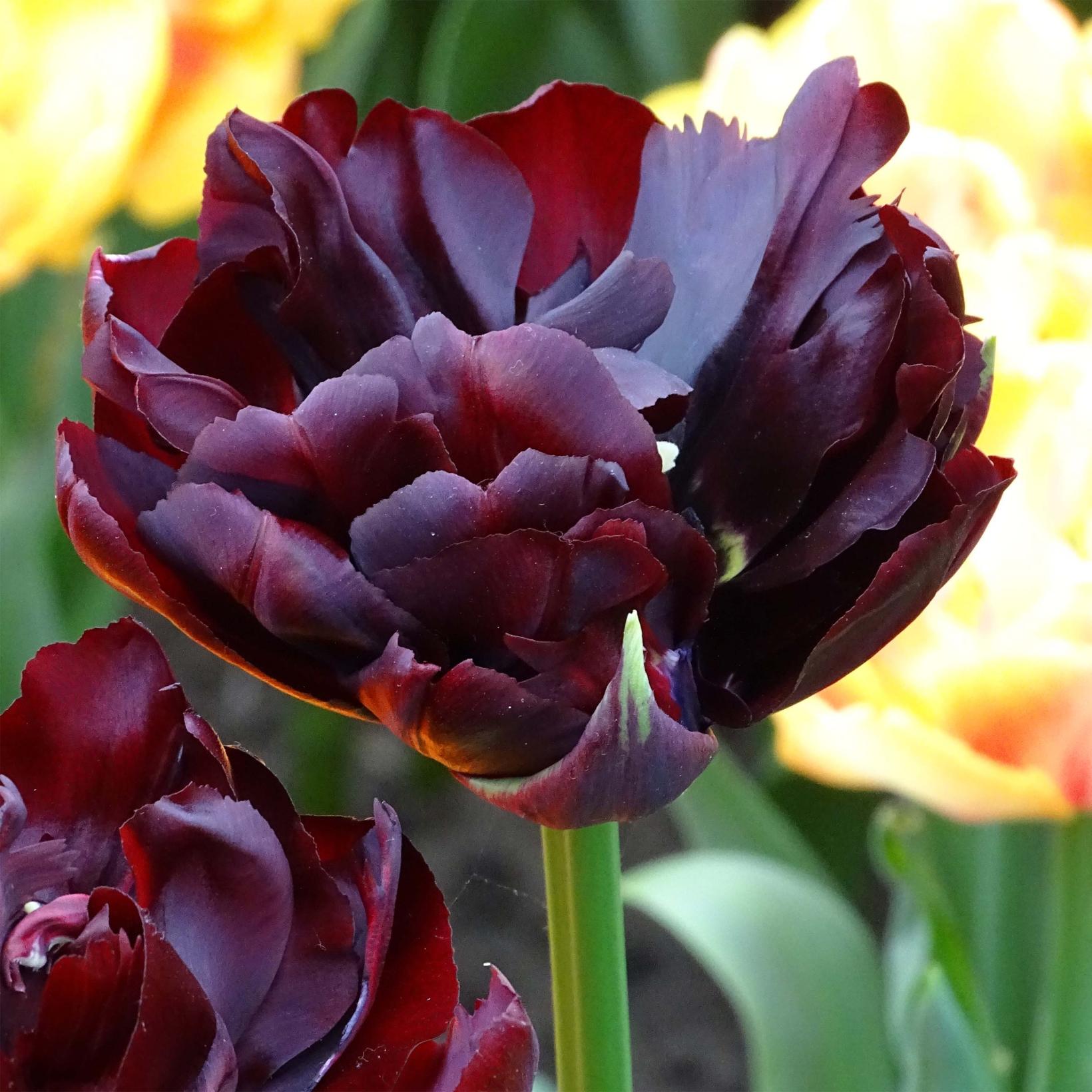 Tulipe double hâtive Palmyra - Bulbe à fleurs doubles pourpre-noir.