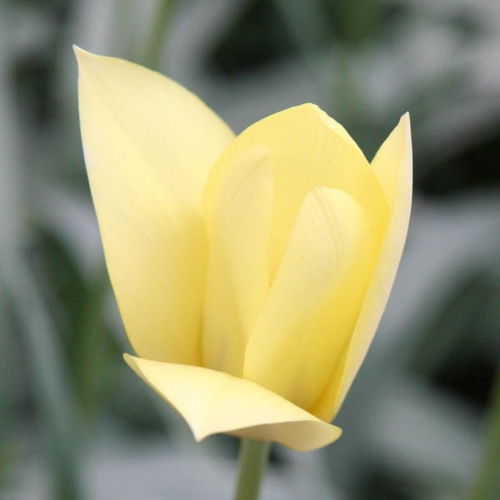 Tulipe botanique clusiana Honky Tonk - Bulbe - Variété à fleurs jaune ...